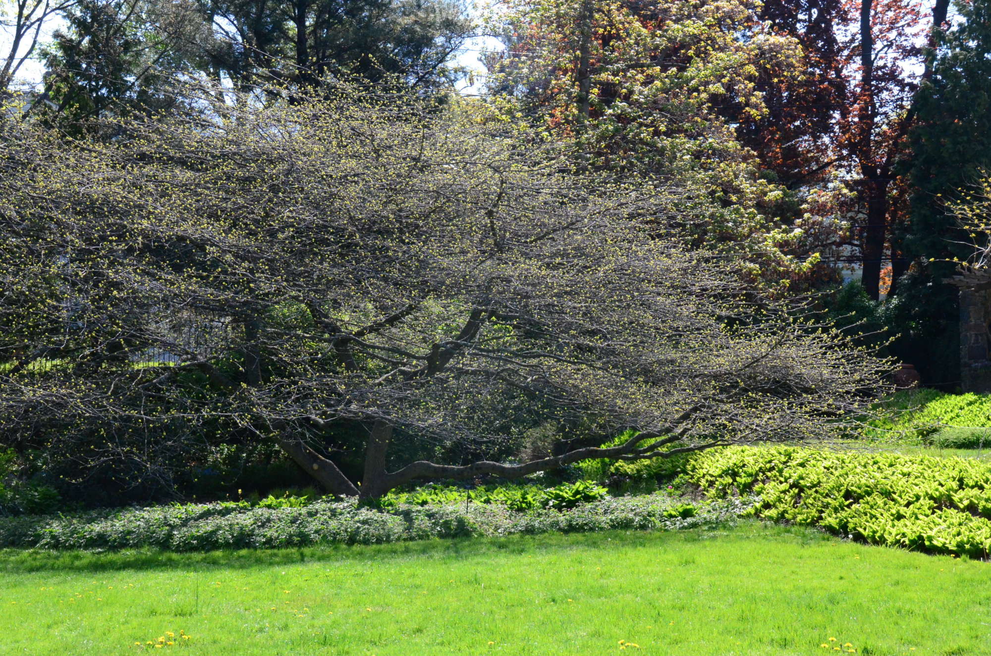 Some Great Trees of Wave Hill - Wave Hill