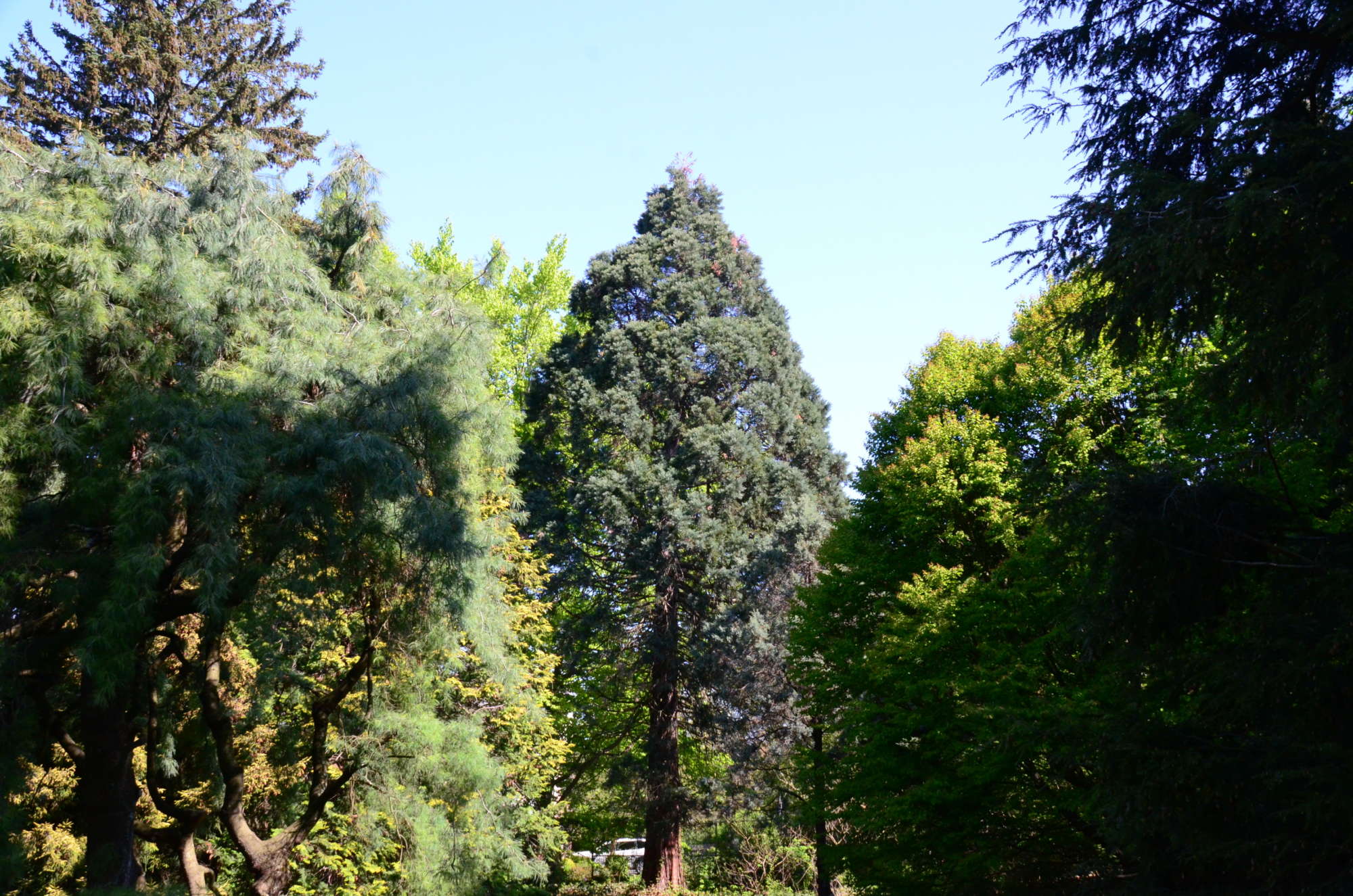 Some Great Trees of Wave Hill - Wave Hill