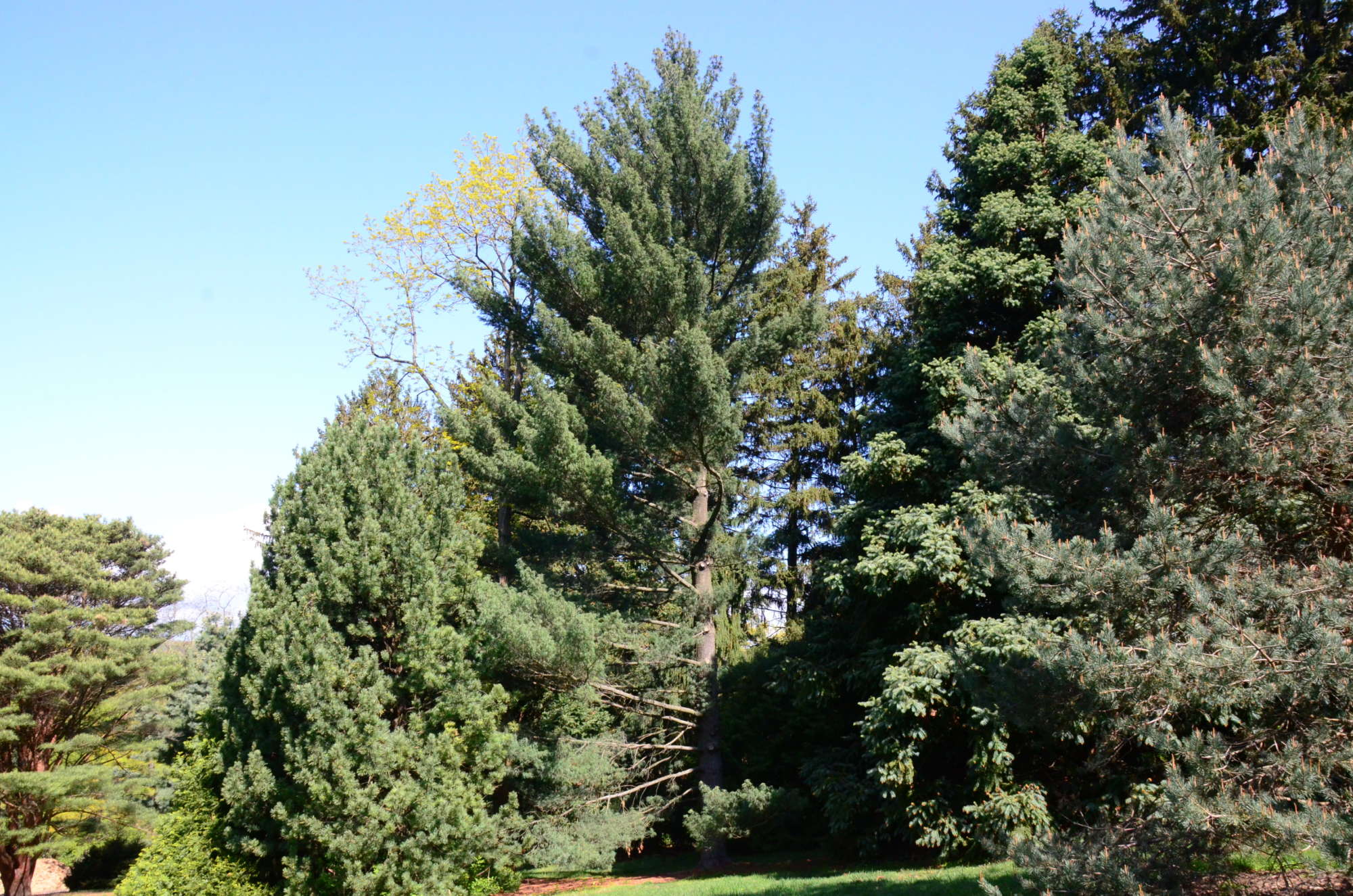 Some Great Trees of Wave Hill - Wave Hill