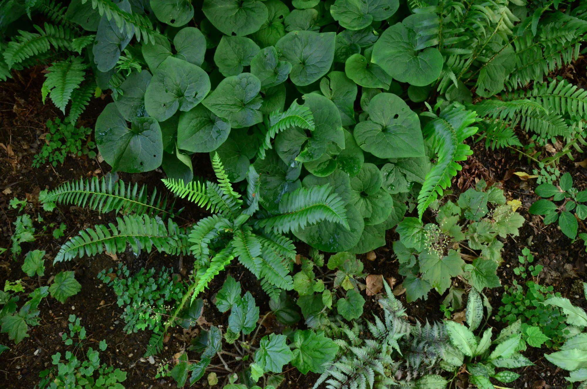 Shady Greens: Plants at the Entrance Walk and Shade Border - Wave Hill