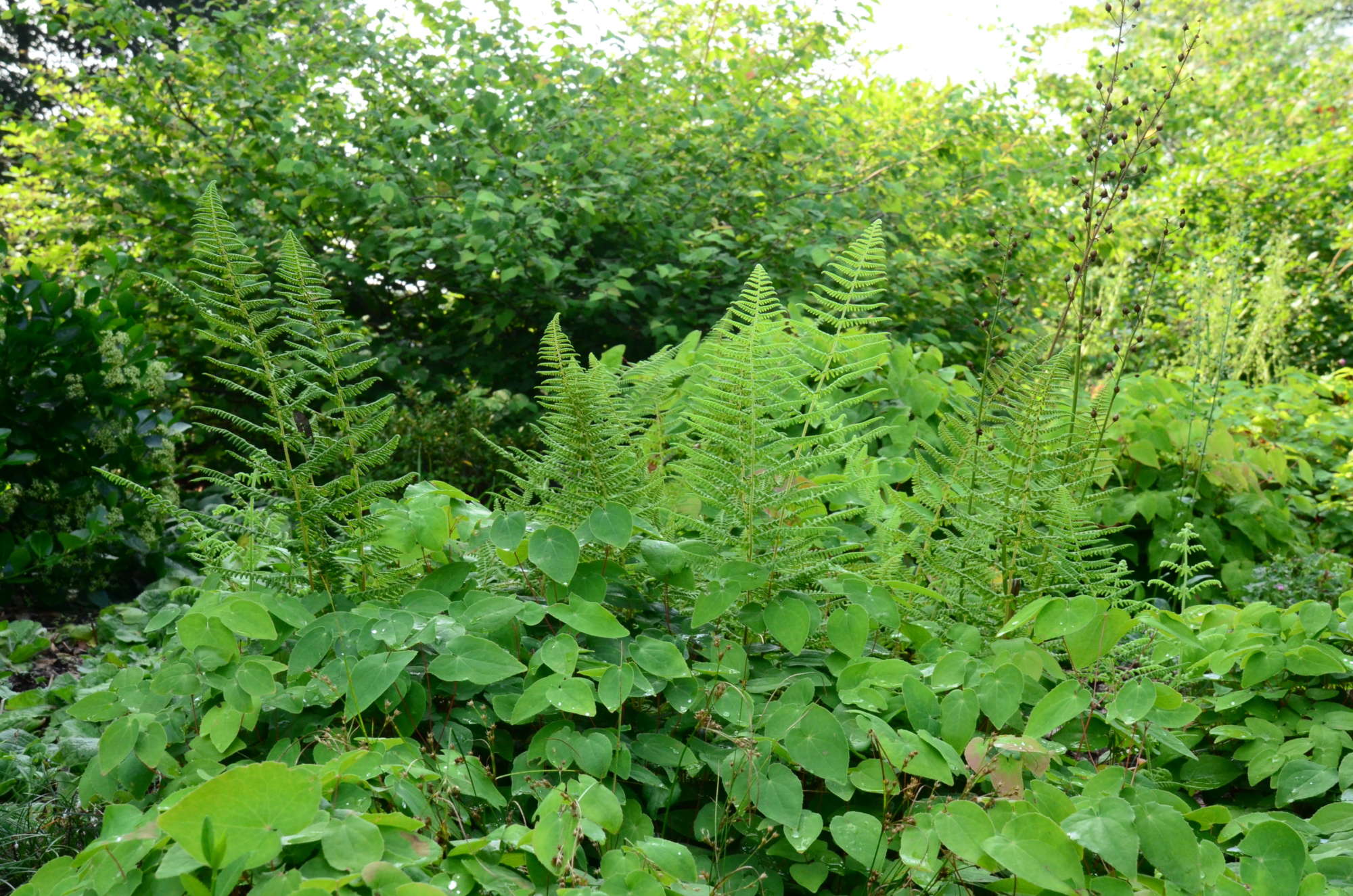 Shady Greens: Plants at the Entrance Walk and Shade Border - Wave Hill