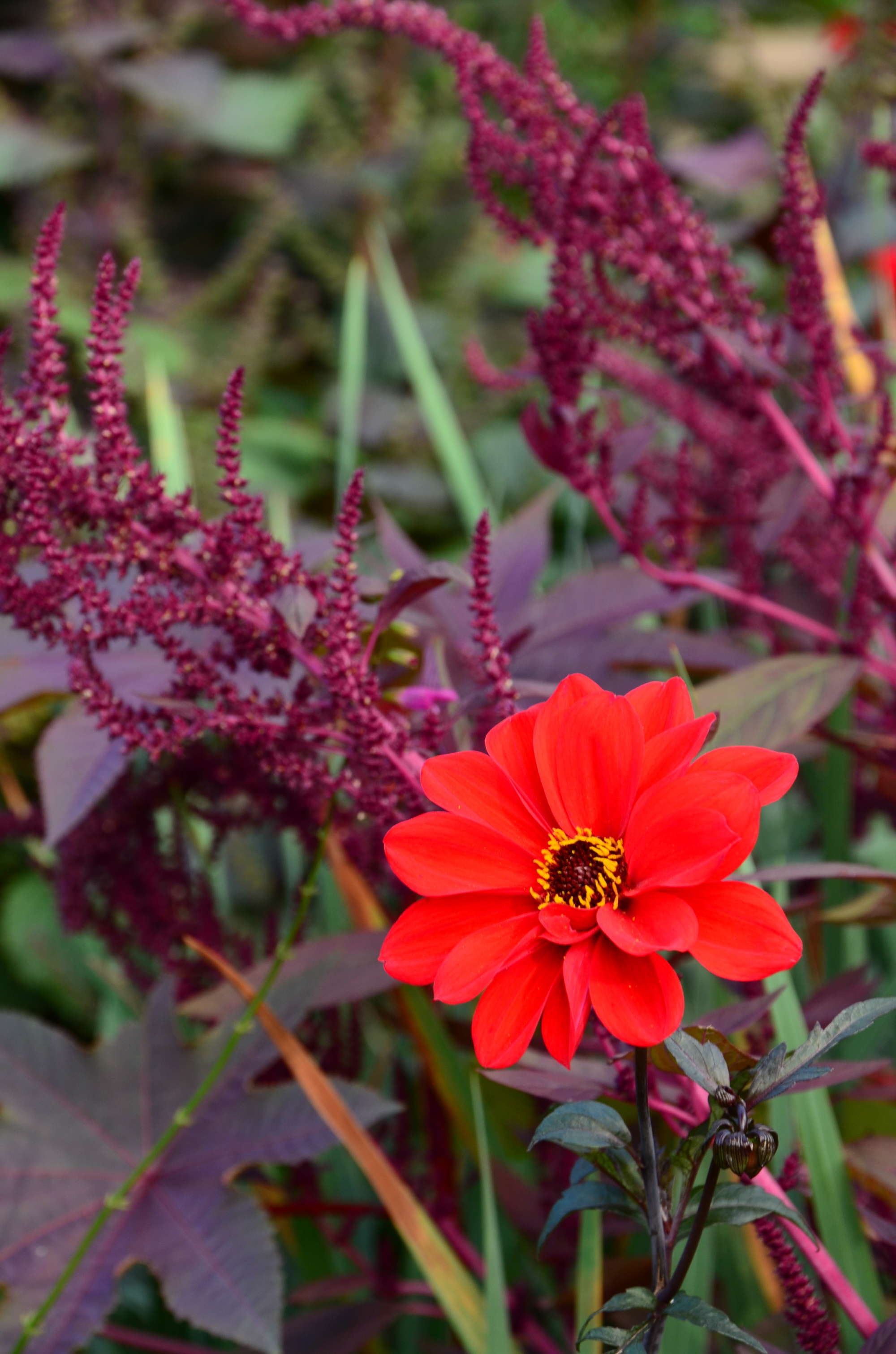 Mexican Plants and Some of Their Very Short Stories - Wave Hill