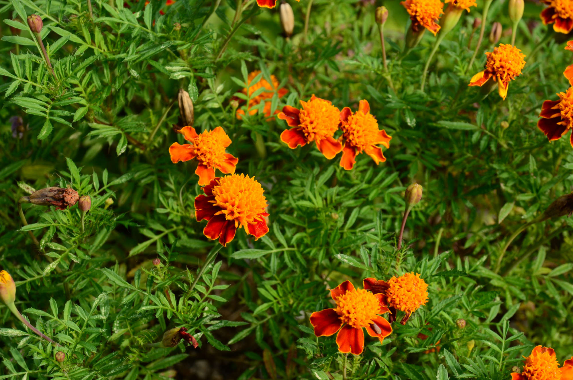 Mexican Plants and Some of Their Very Short Stories - Wave Hill