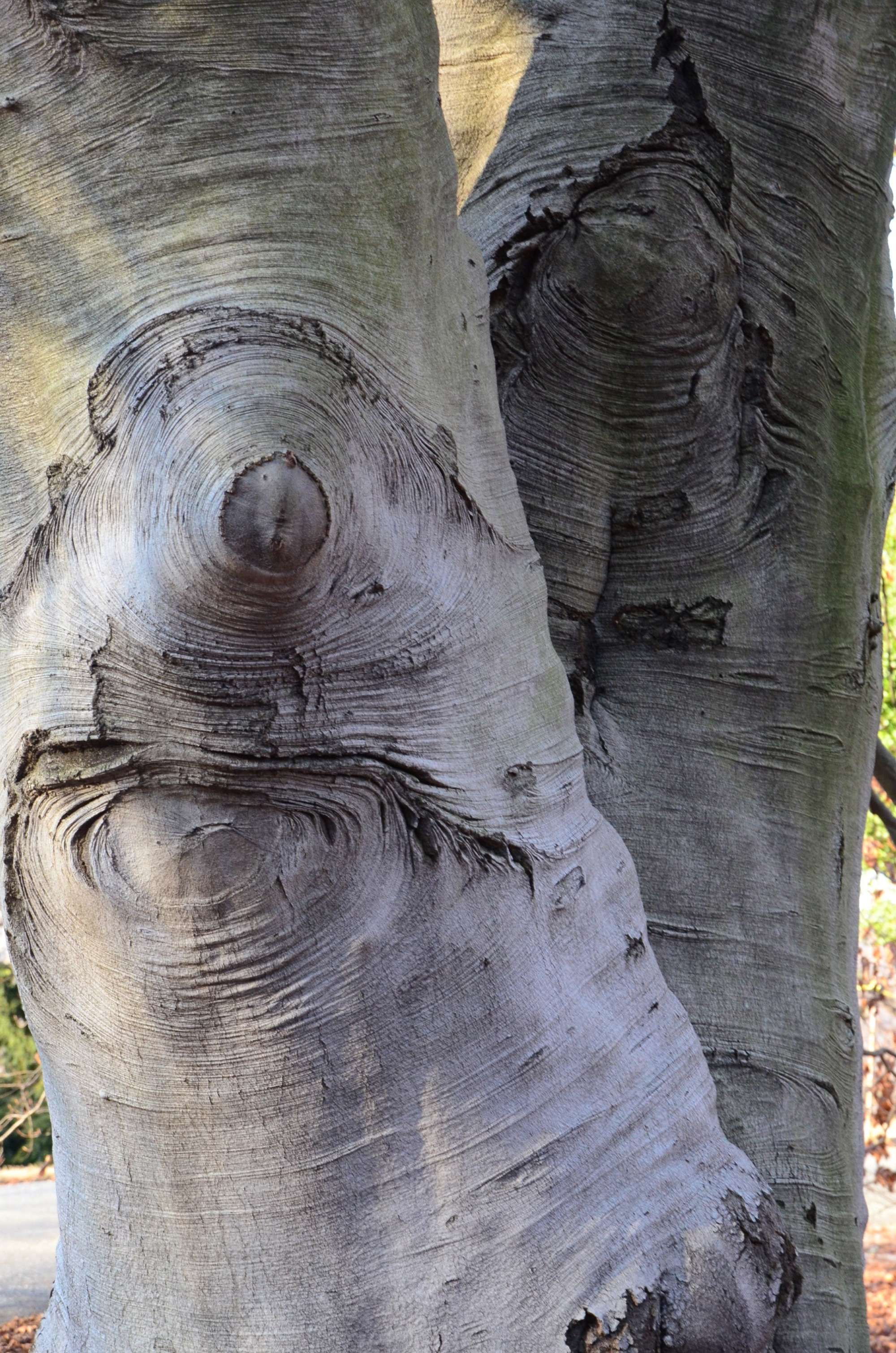 Bark Portraits - Wave Hill