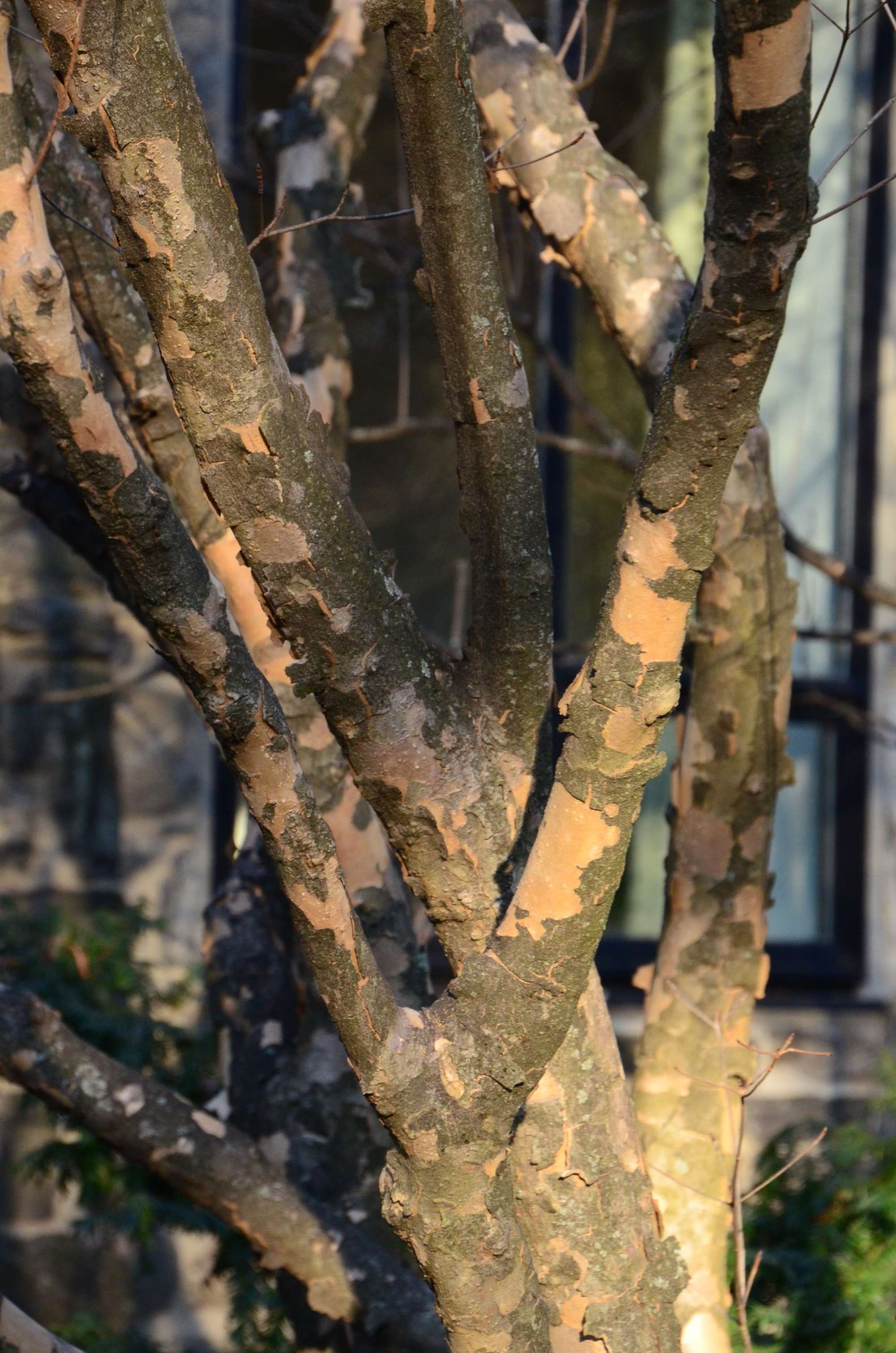 Bark Portraits - Wave Hill