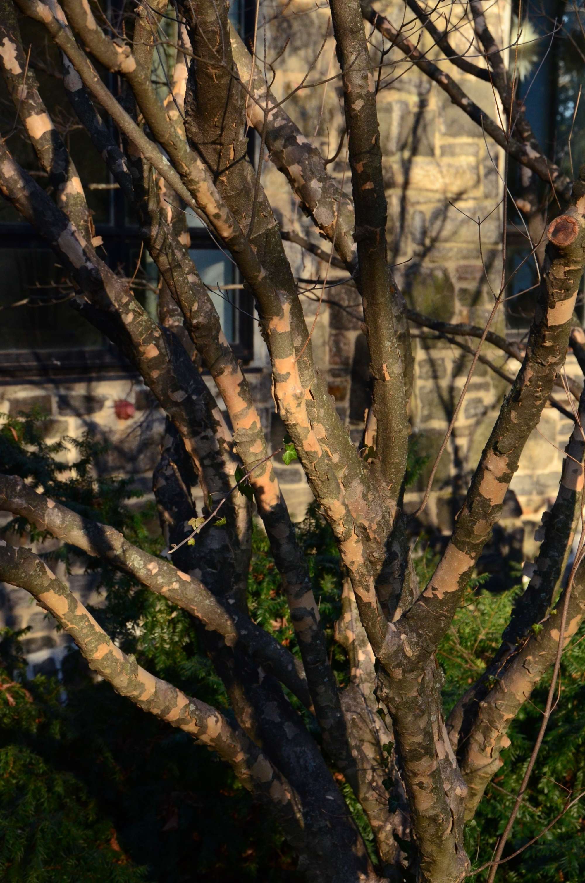 Bark Portraits - Wave Hill