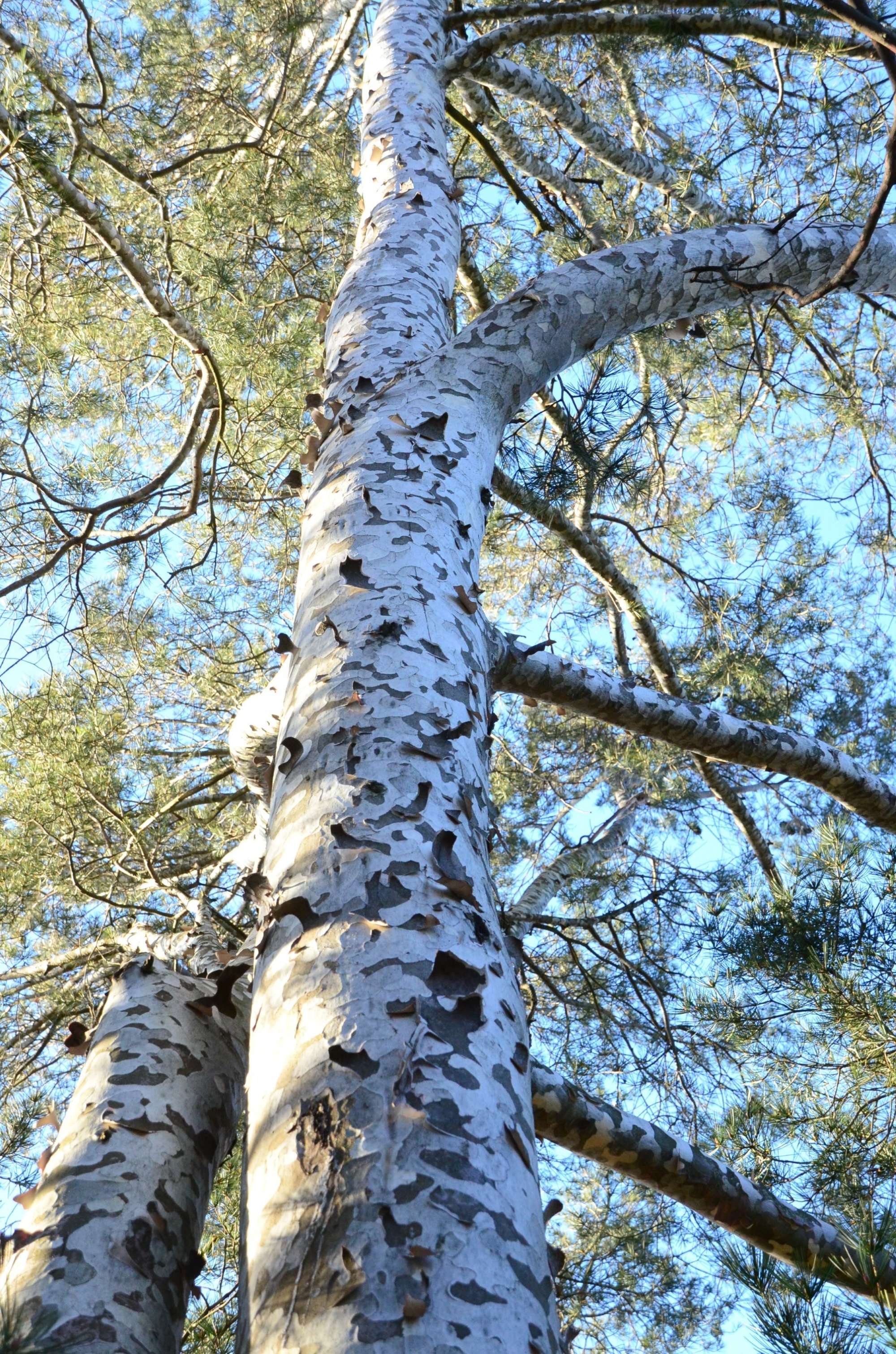 Bark Portraits - Wave Hill