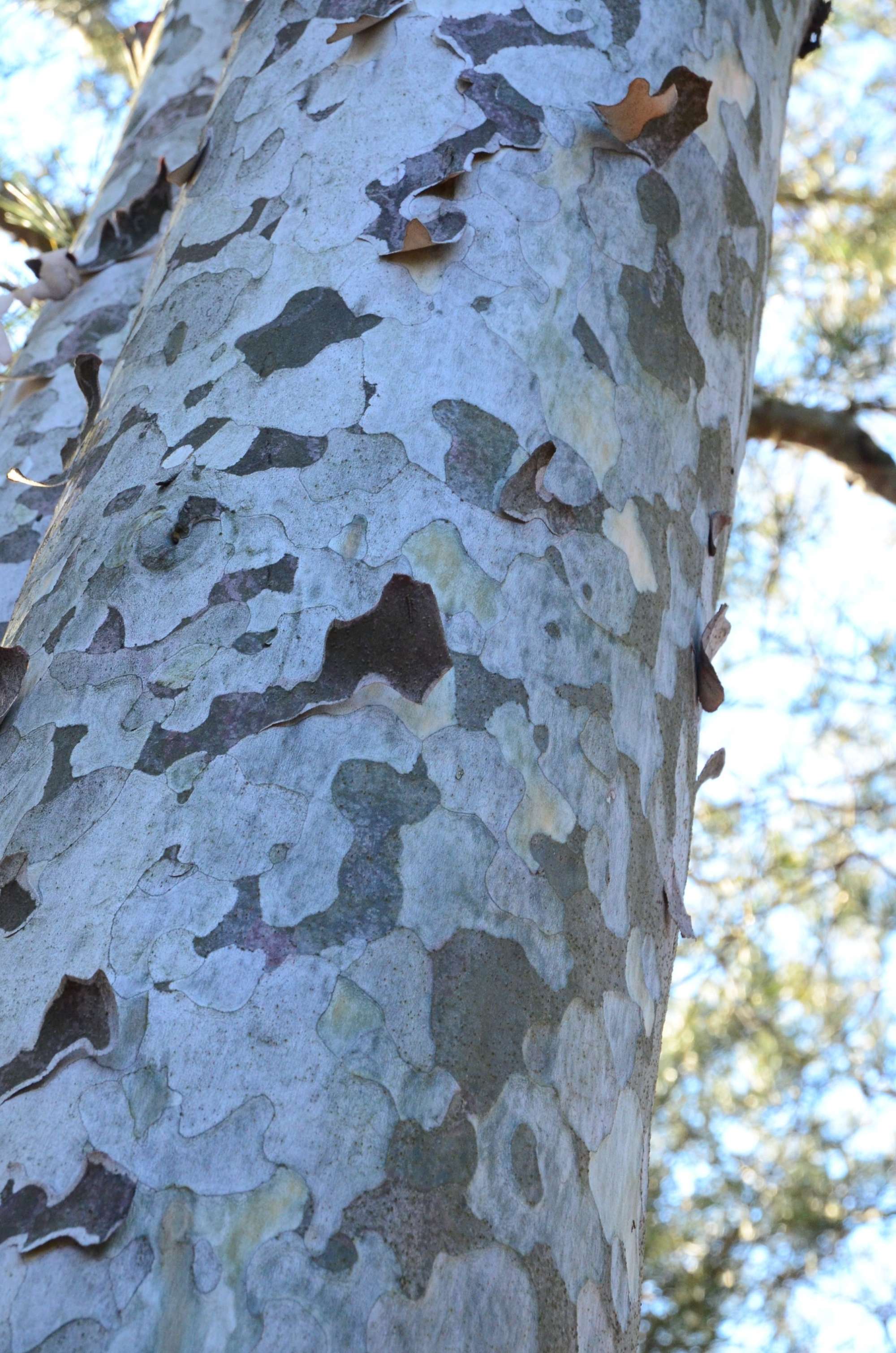 Bark Portraits - Wave Hill