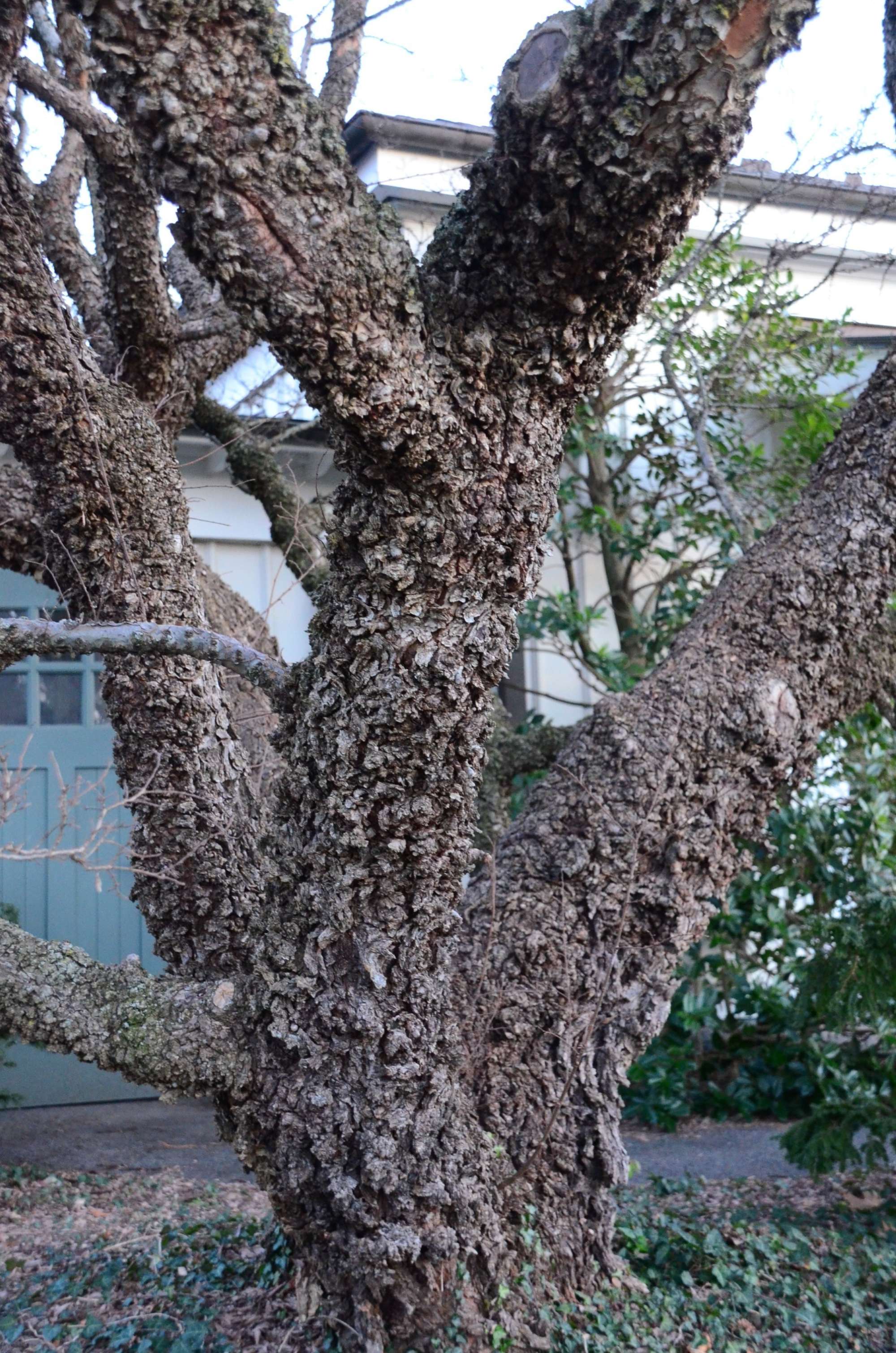 Bark Portraits - Wave Hill