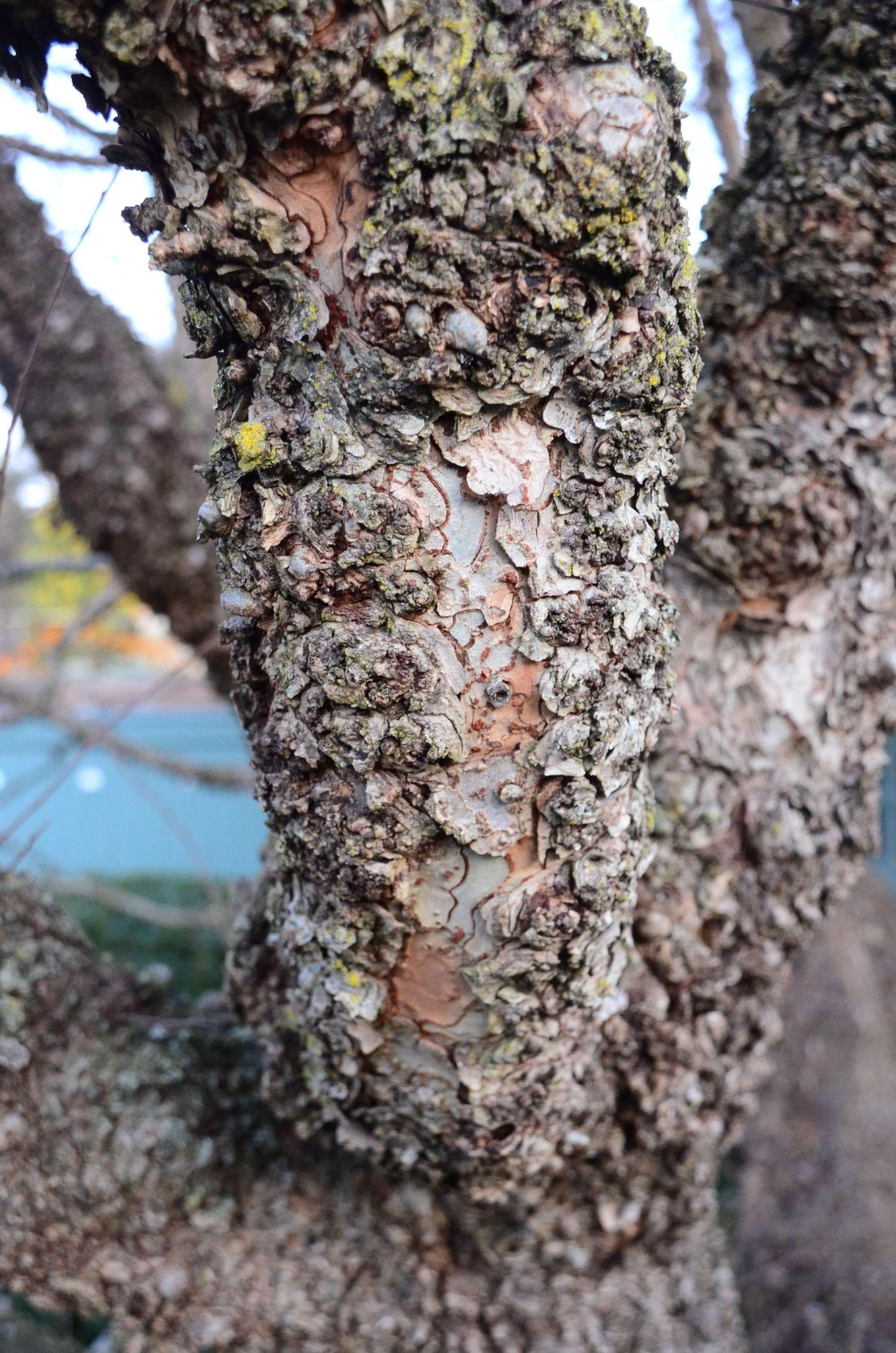 Bark Portraits - Wave Hill