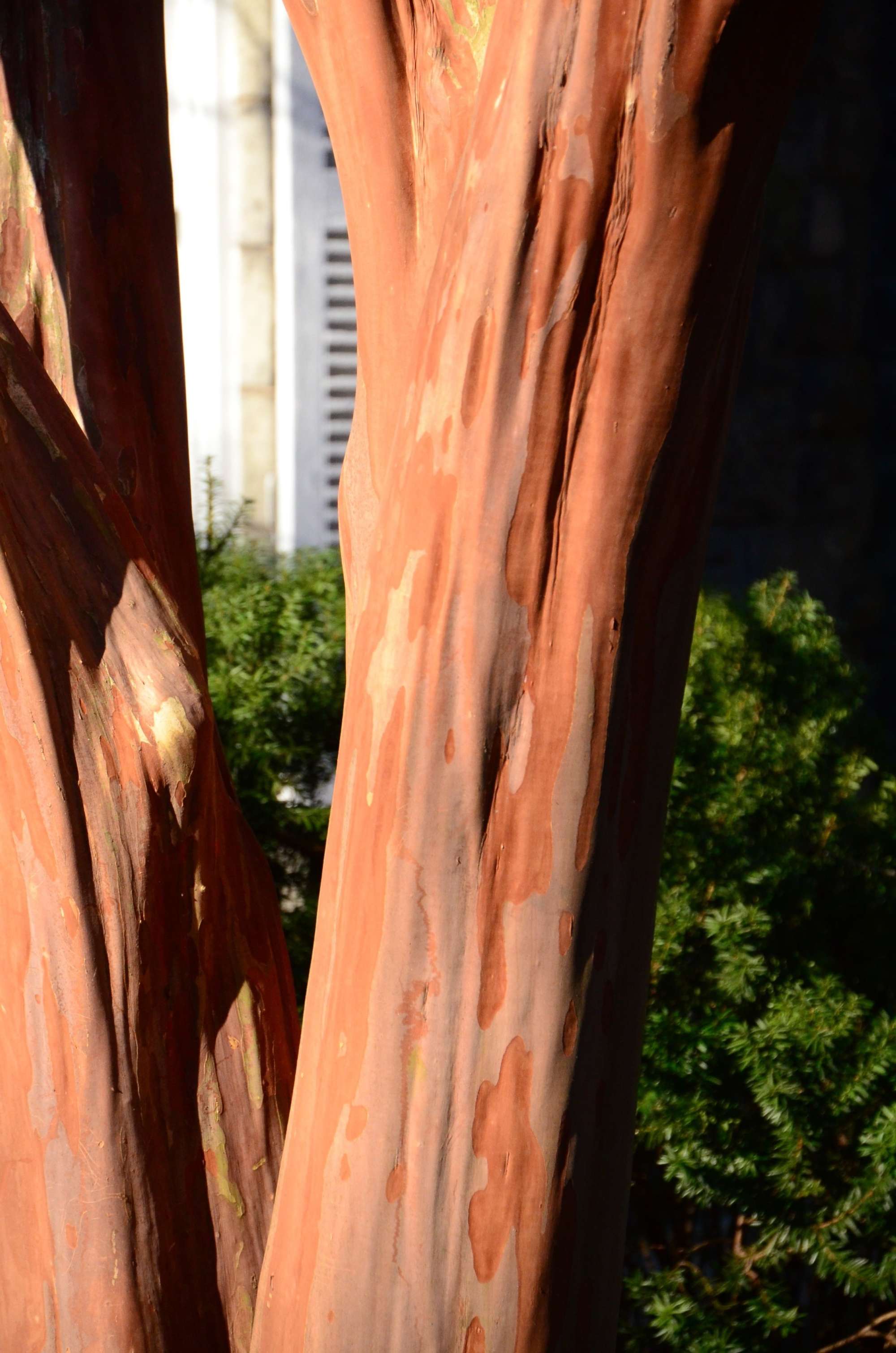 Bark Portraits - Wave Hill