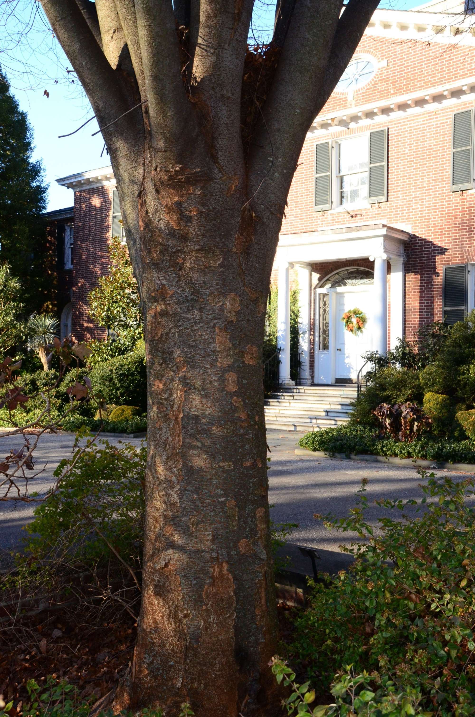 Bark Portraits - Wave Hill