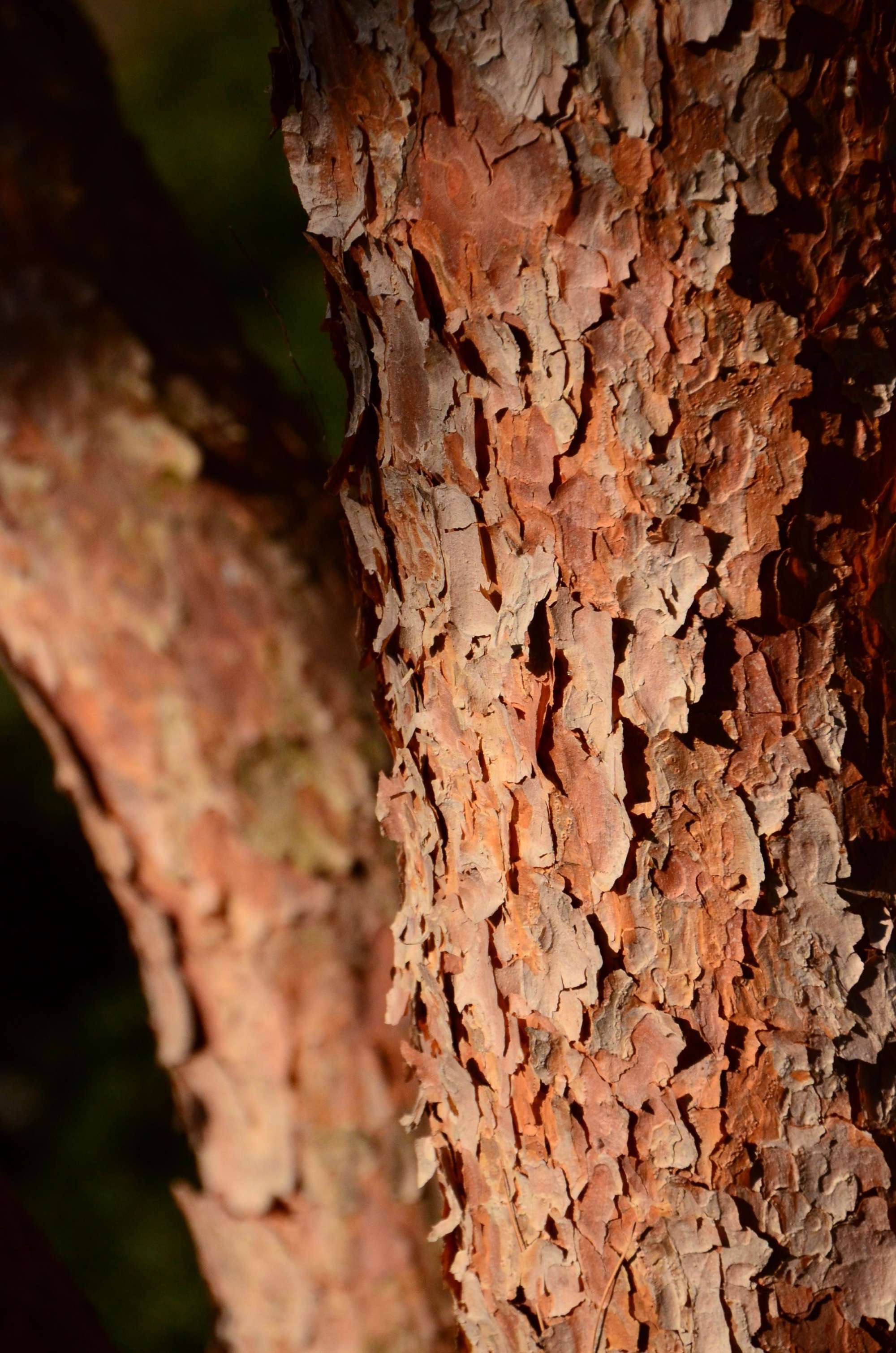 Bark Portraits - Wave Hill