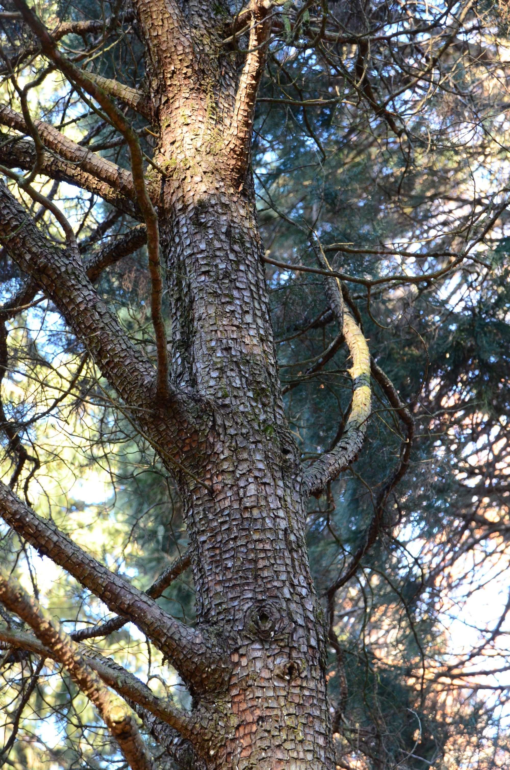 Bark Portraits - Wave Hill