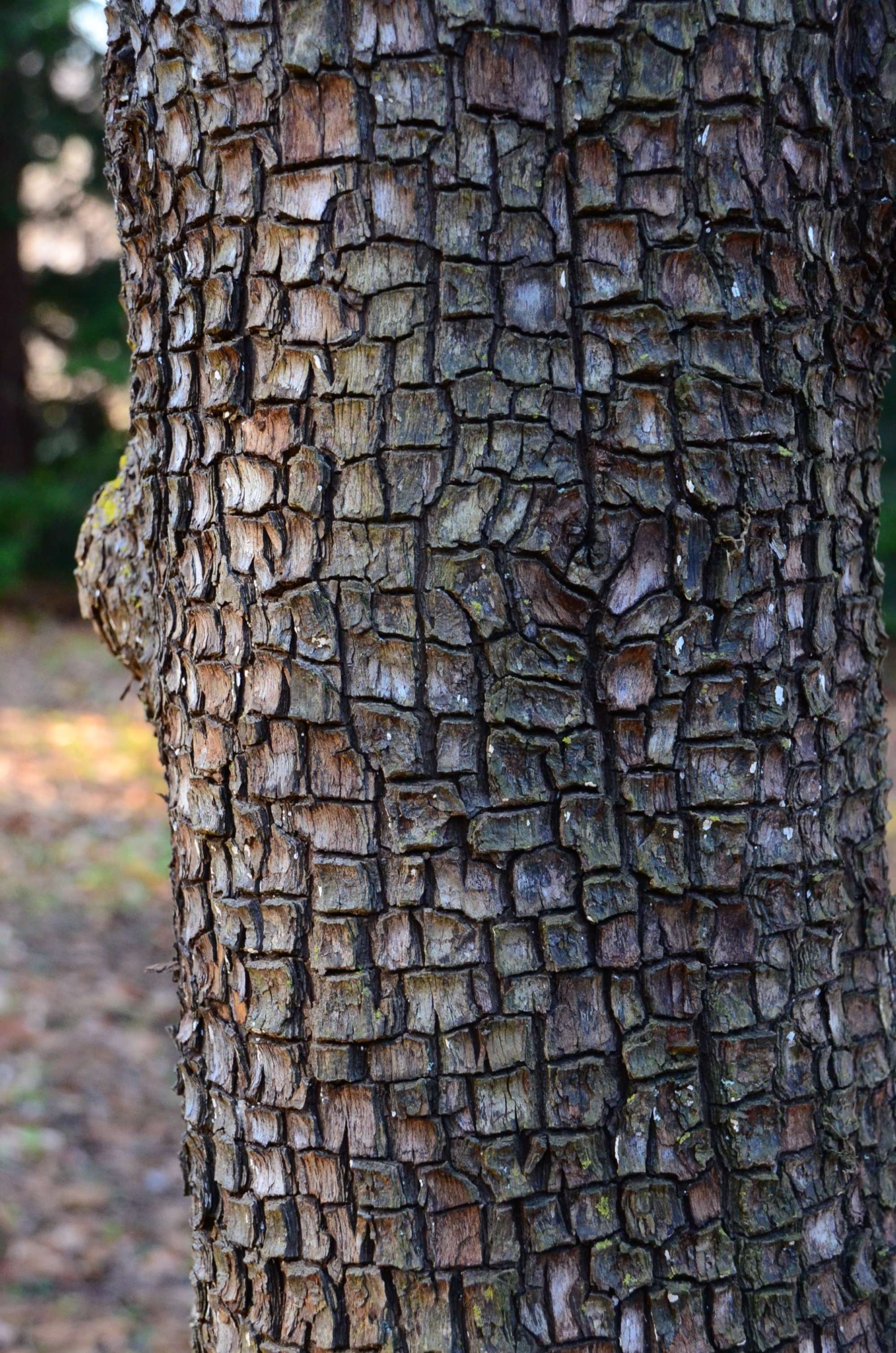 Bark Portraits - Wave Hill