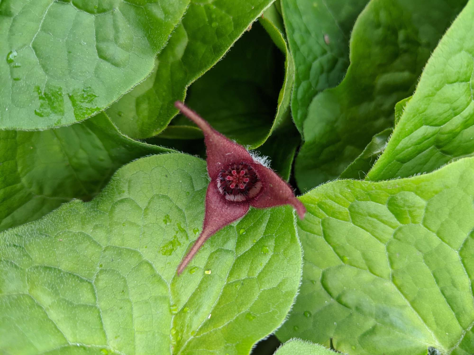 Asarum canadense (Wild Ginger) - Wave Hill