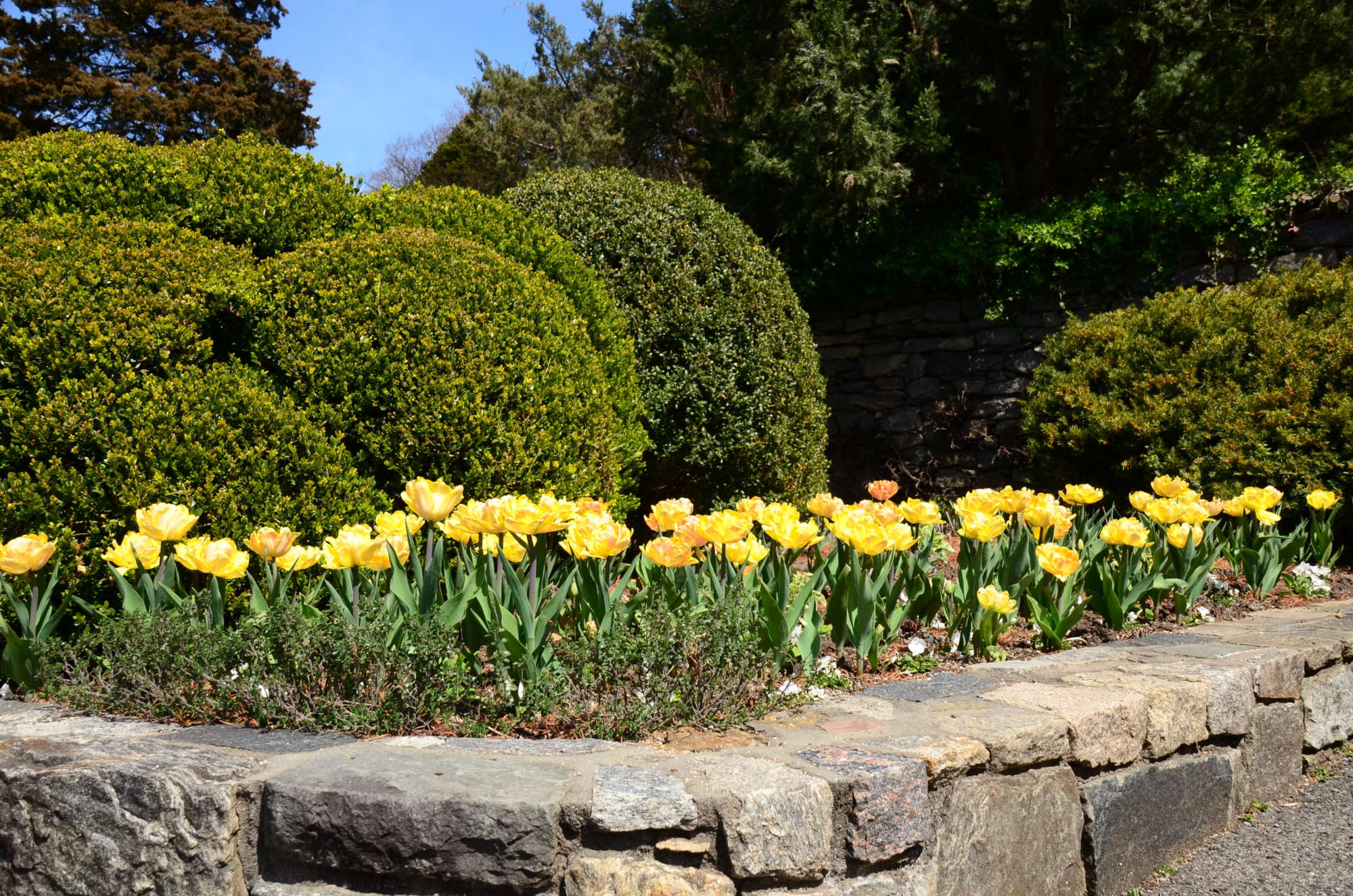 Spring Seasonal Displays - Wave Hill