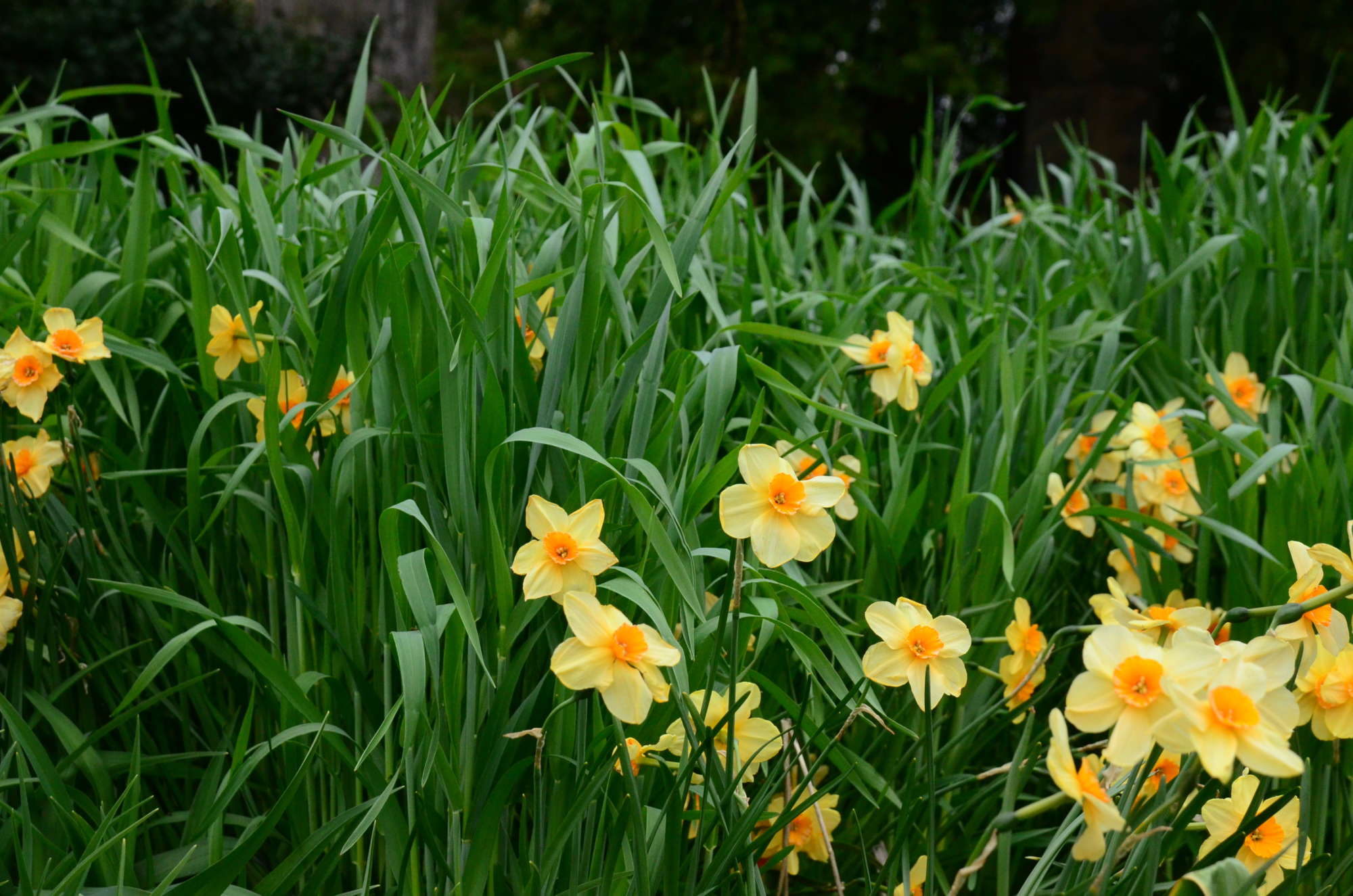 Spring Seasonal Displays - Wave Hill