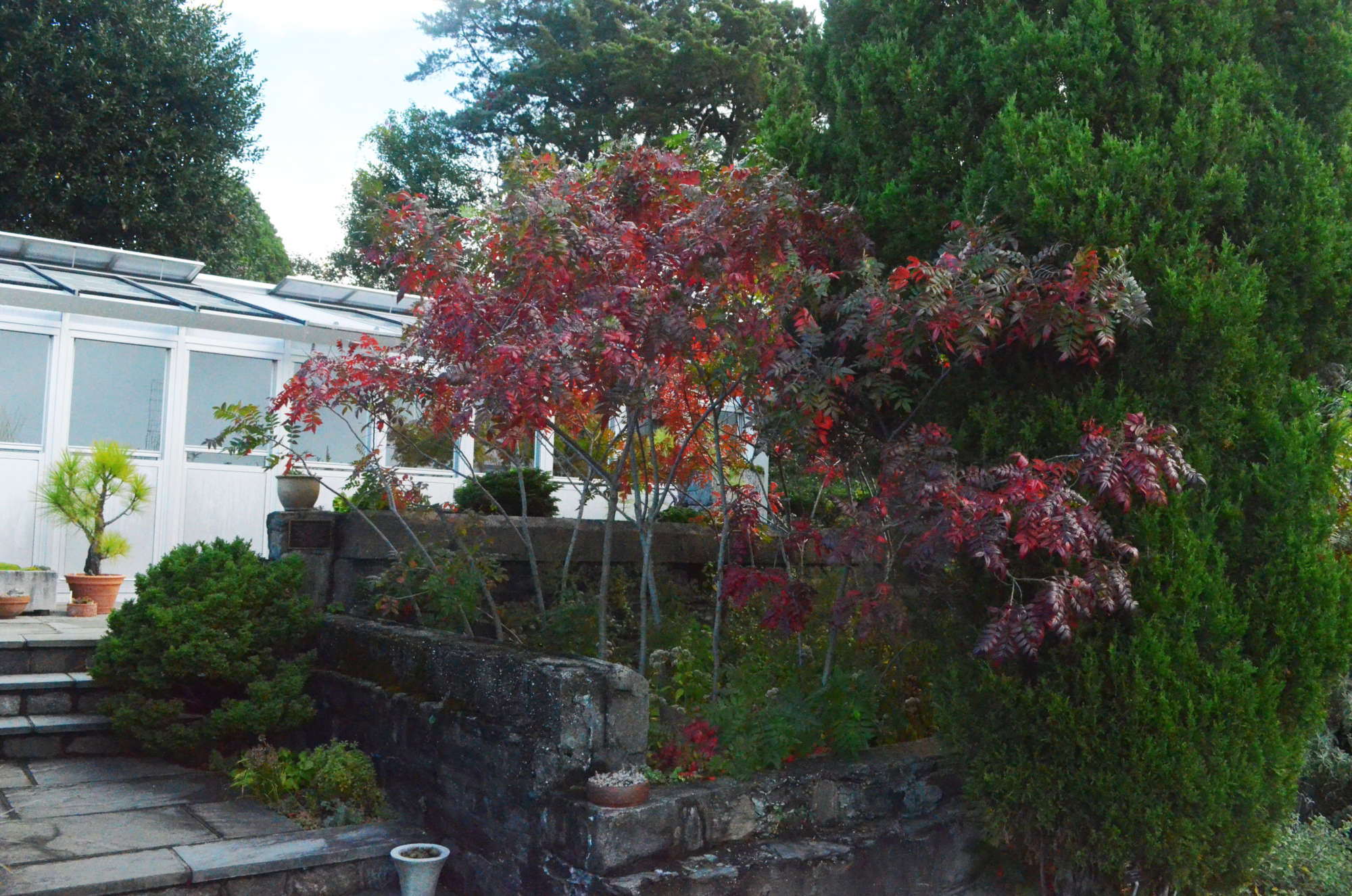 Rhus copallina (Shining sumac) - Wave Hill