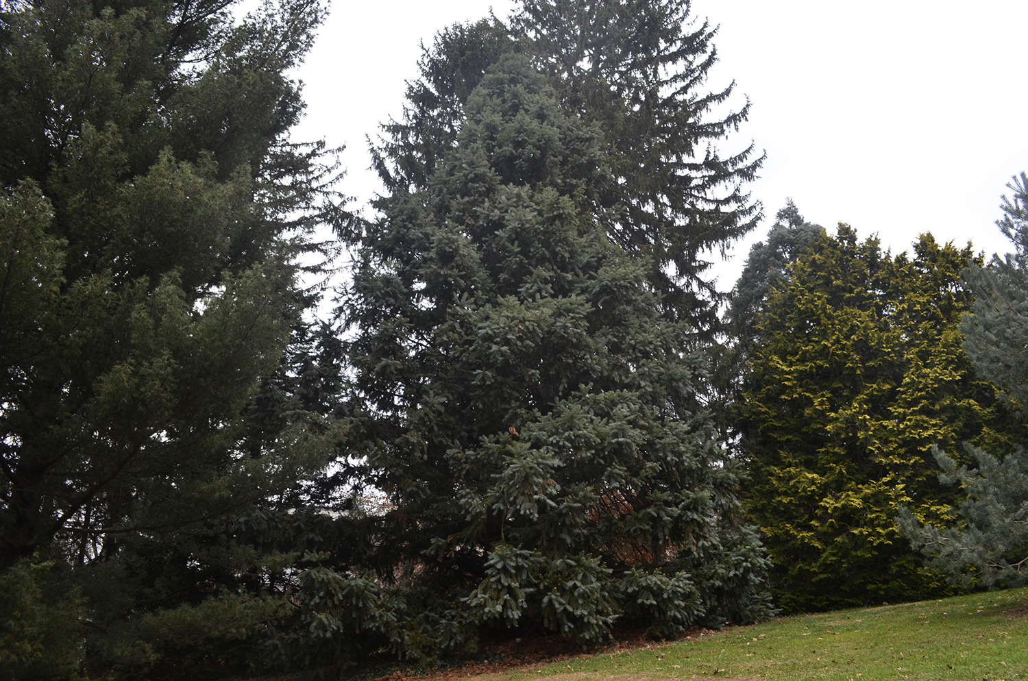 Cunninghamia lanceolata 'Glauca' (China fir cultivar) - Wave Hill