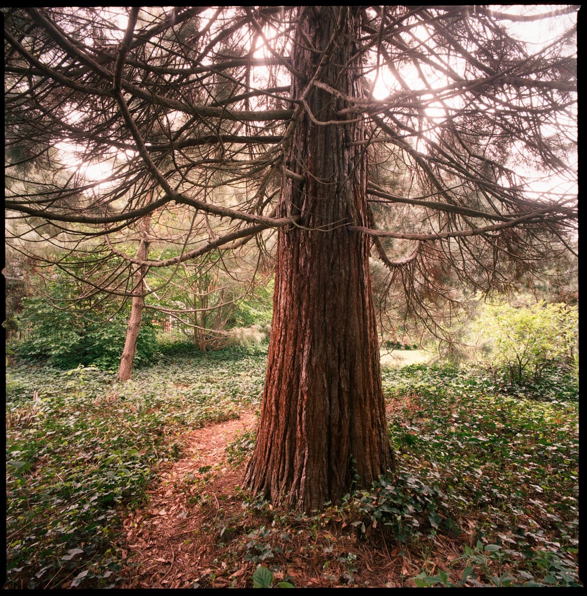 Six Favorite Wave Hill Trees: A Photogrpahic Essay - Wave Hill