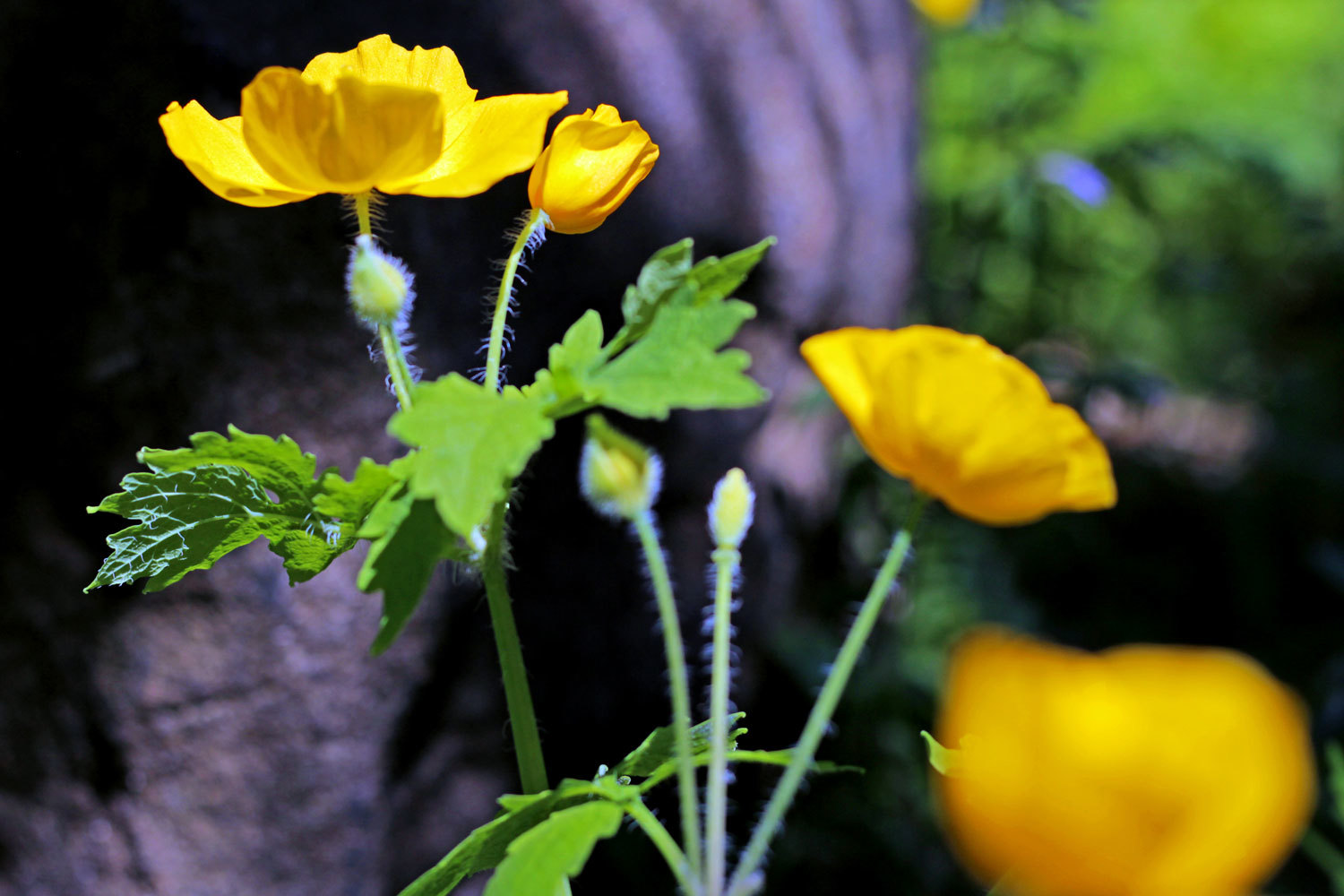 Stylophorum diphyllum (Celandine poppy) - Wave Hill