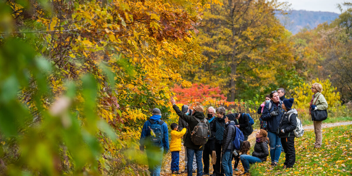 Nature Walk: Life on the (Woodland) Edge - Wave Hill
