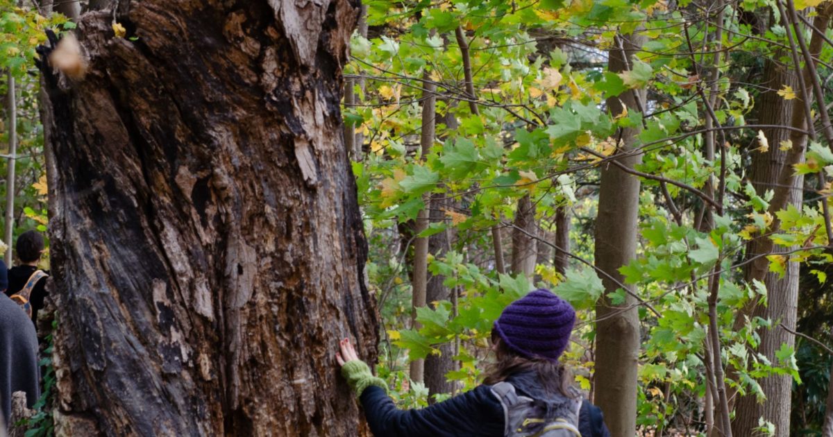 Forest Bathing in the Winter Landscape - Wave Hill