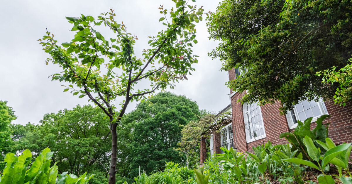 Tree as Medium: Ursula Endlicher, sTo Len, Sam Van Aken - Wave Hill