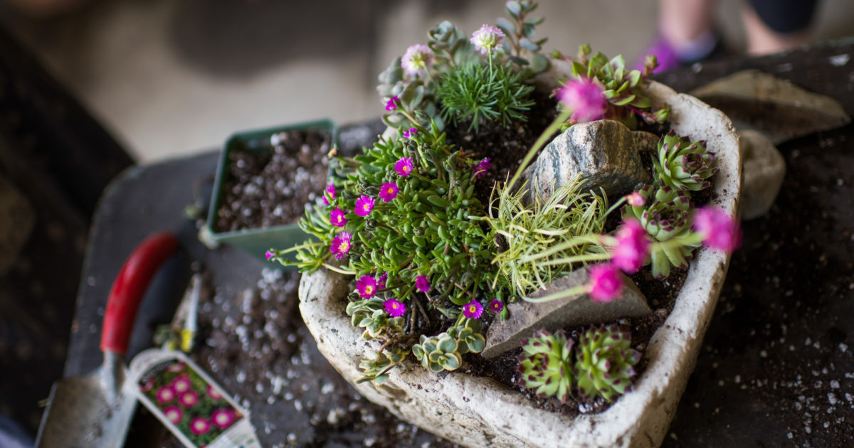 Alpine Trough Weekend - Wave Hill