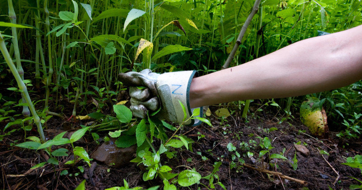Woodland Community Volunteer Workday - Wave Hill