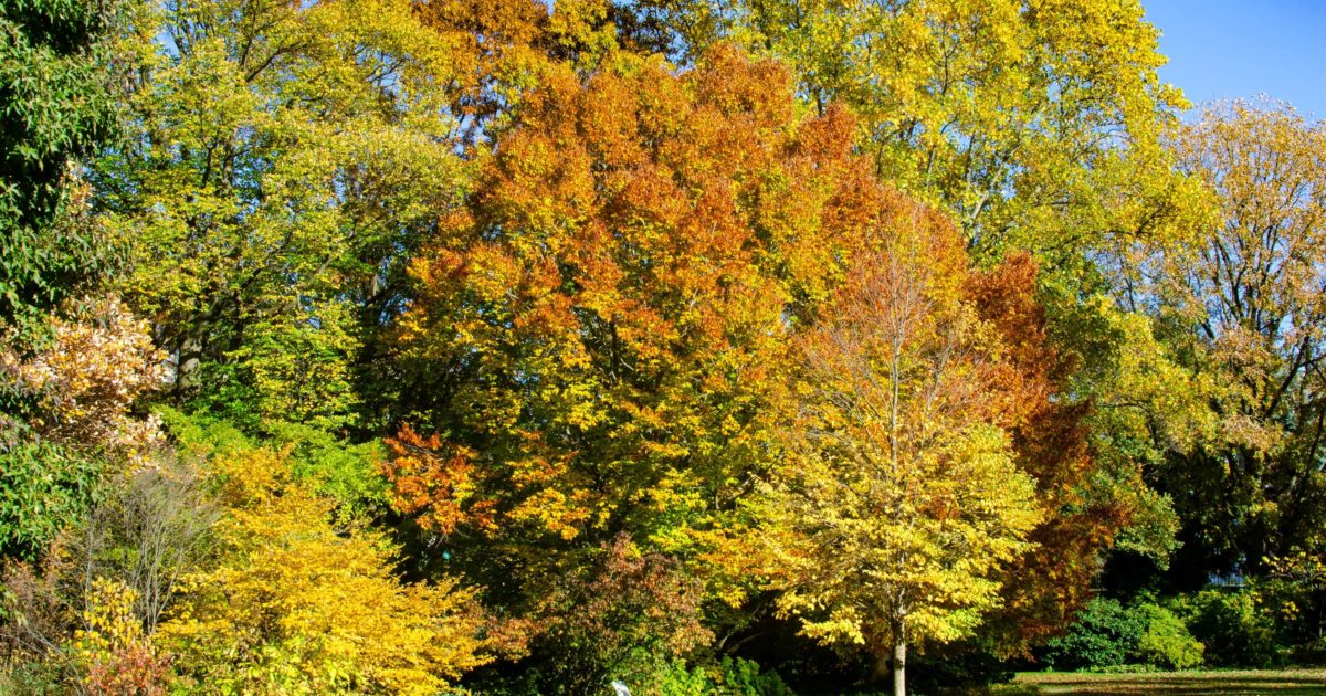 Trees and the Designed Landscape Walk - Wave Hill