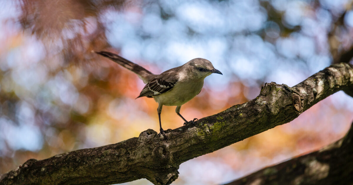 Spring Birding - Wave Hill