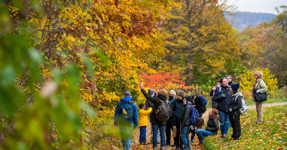 Nature Walk: Life on the (Woodland) Edge - Wave Hill