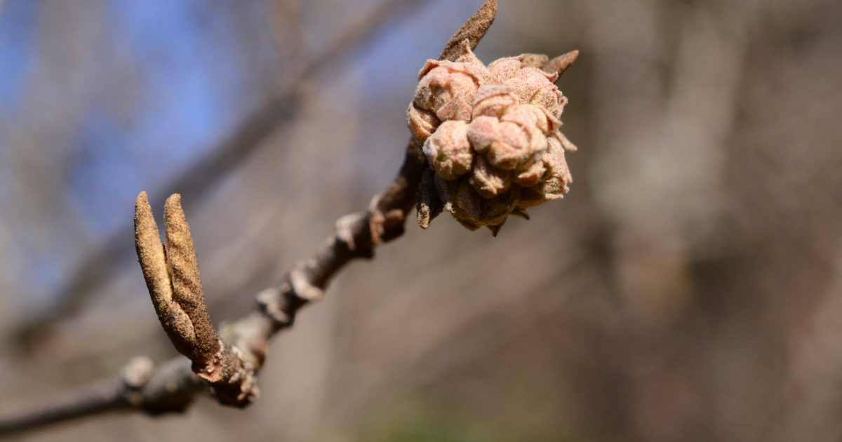 Plantwise Walk: Bark and Buds that Bite Back - Wave Hill