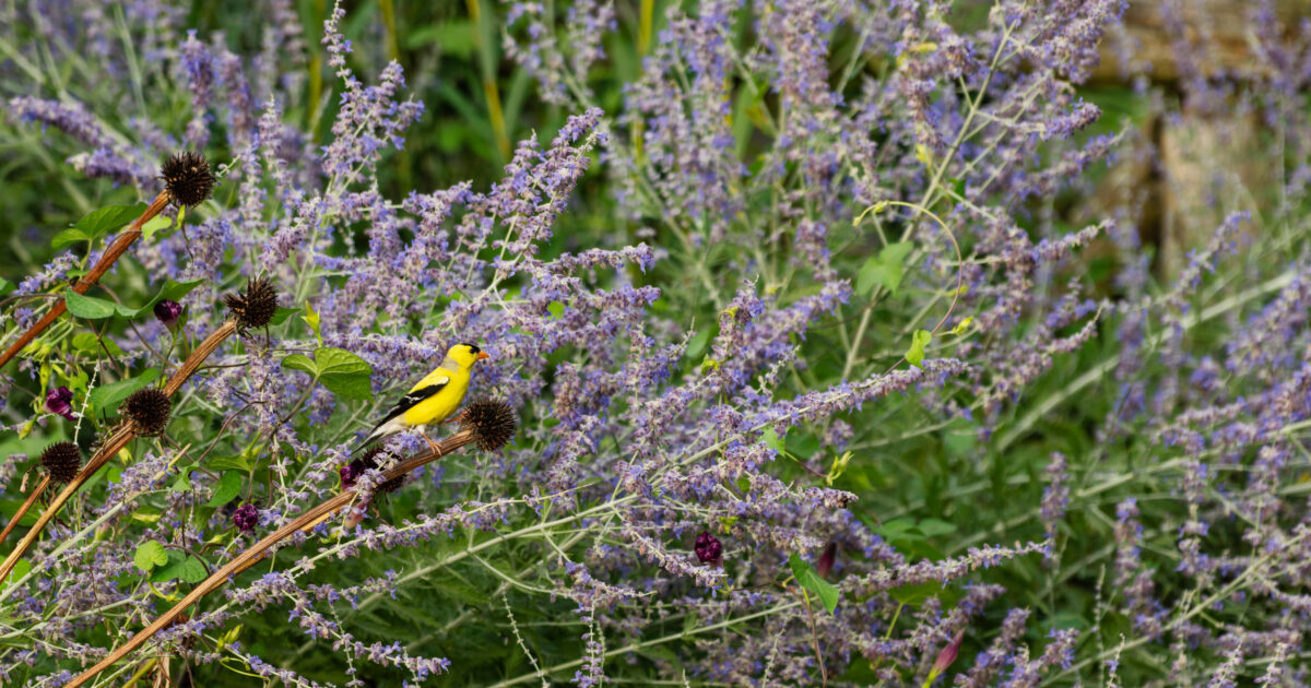 Summer Birding - Wave Hill