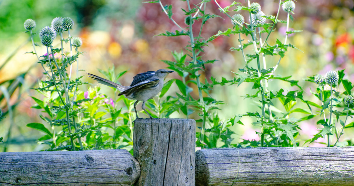 Summer Birding - Wave Hill