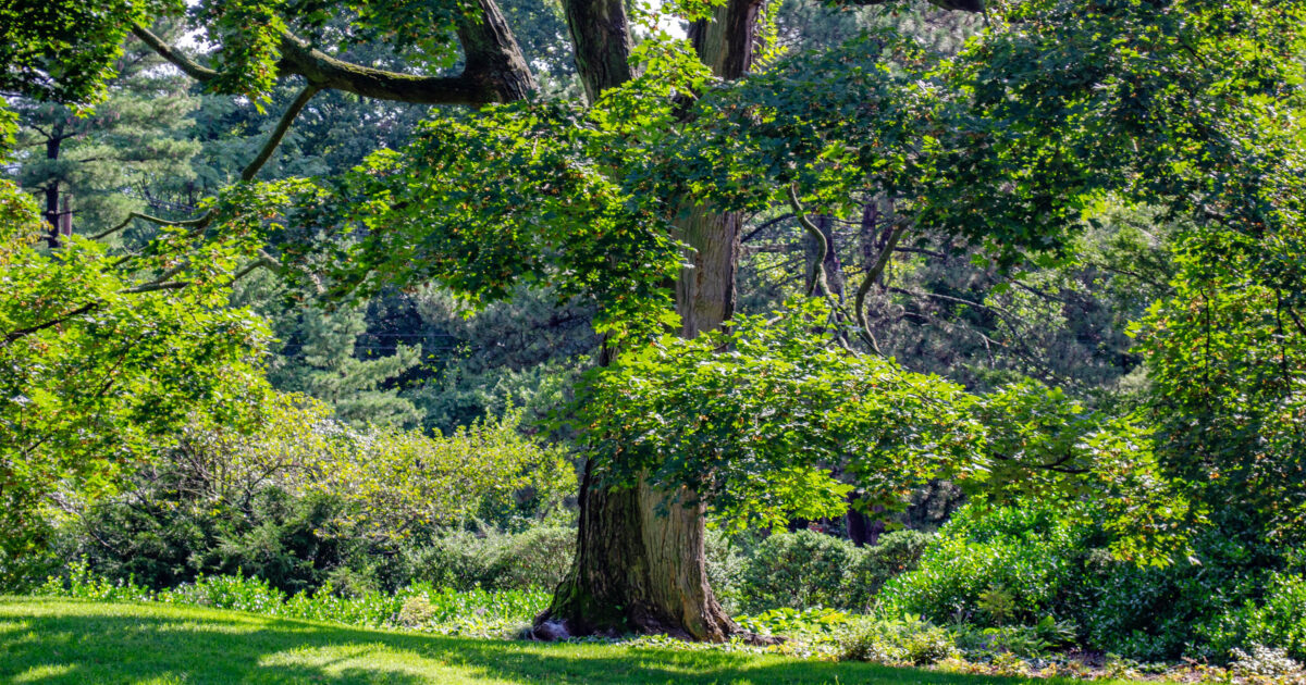 Tree Folklore Walk - Wave Hill