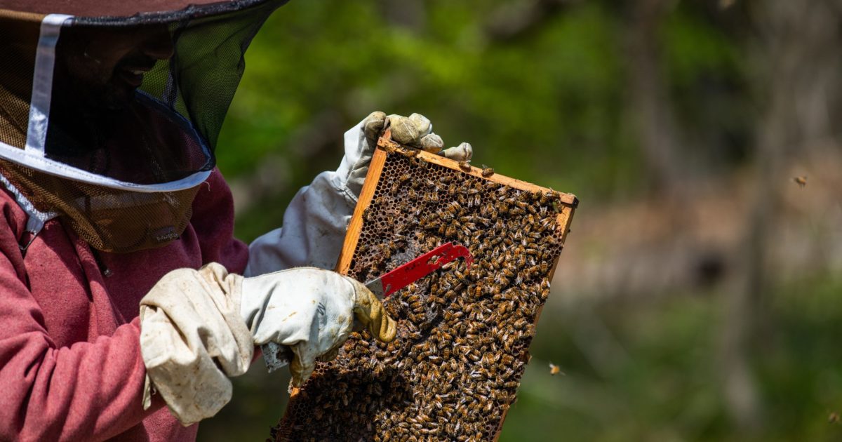 Open Apiary: Ask the Beekeepers! - Wave Hill