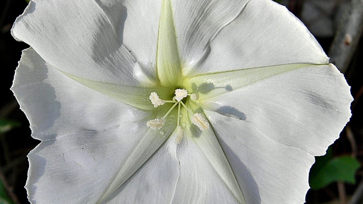 Caring for your new SUNflower and MOONflower - Wave Hill