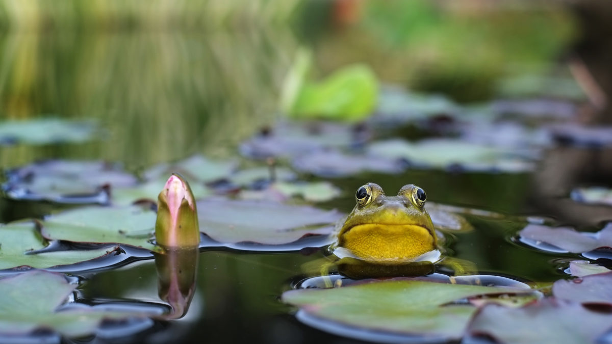 Frogs and Friends REGISTRATION FULL - Wave Hill