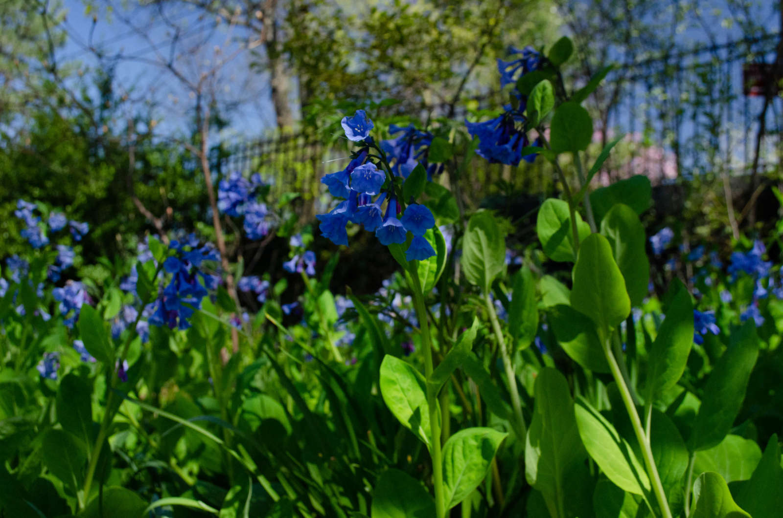 Walks with the Gardeners: Shade Border Spring Ephemerals - Wave Hill