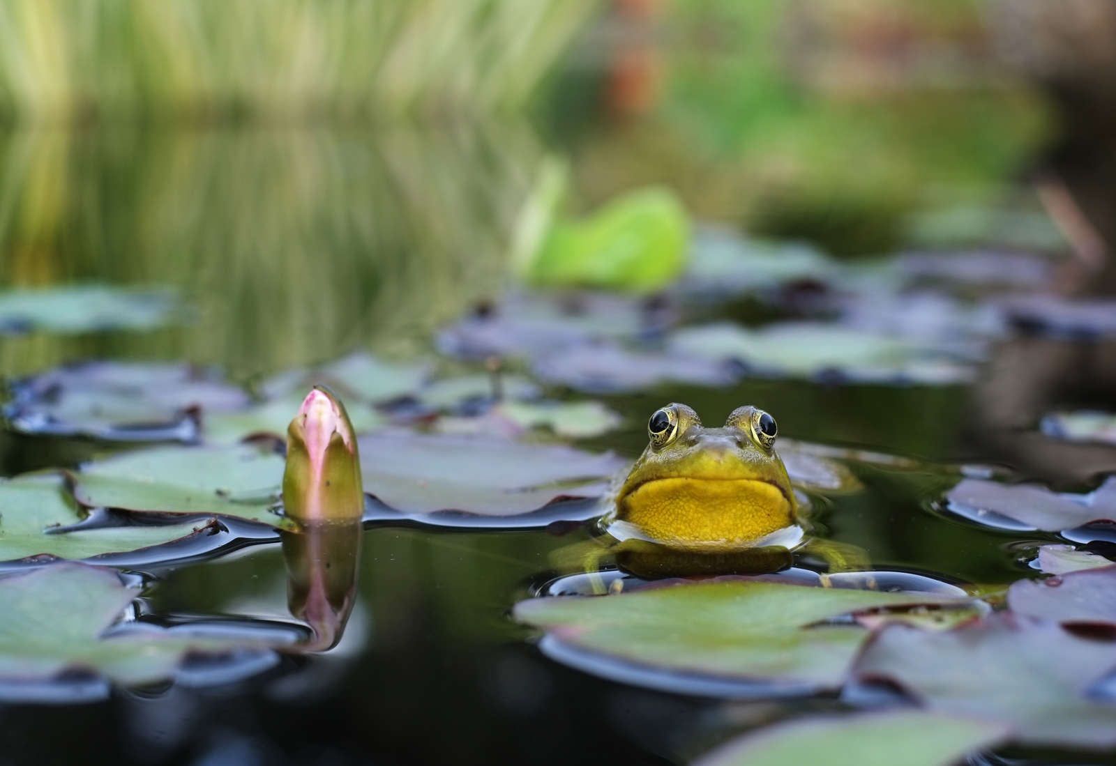 Frogs and Friends REGISTRATION FULL - Wave Hill