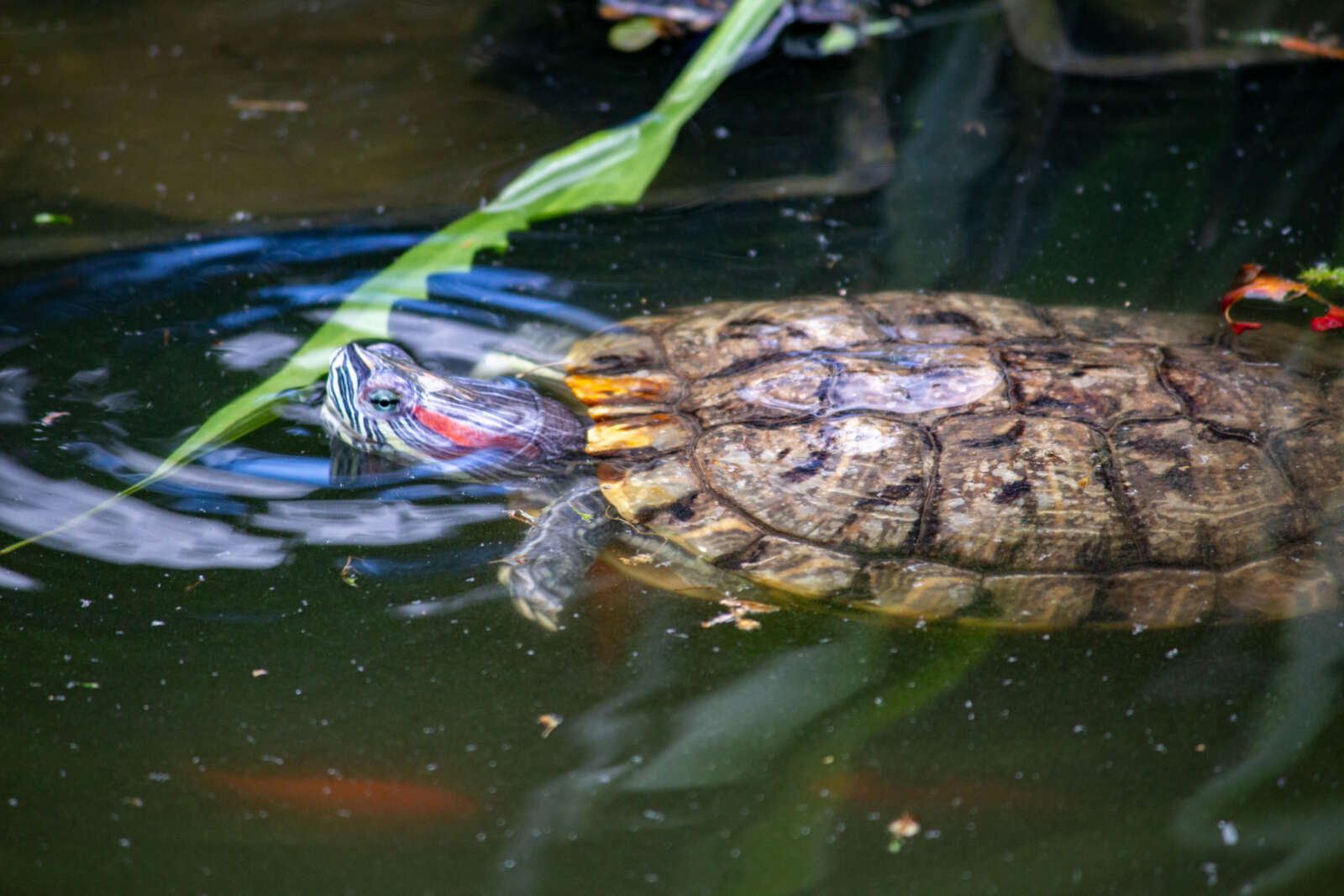 Hanging with the Herps - Wave Hill