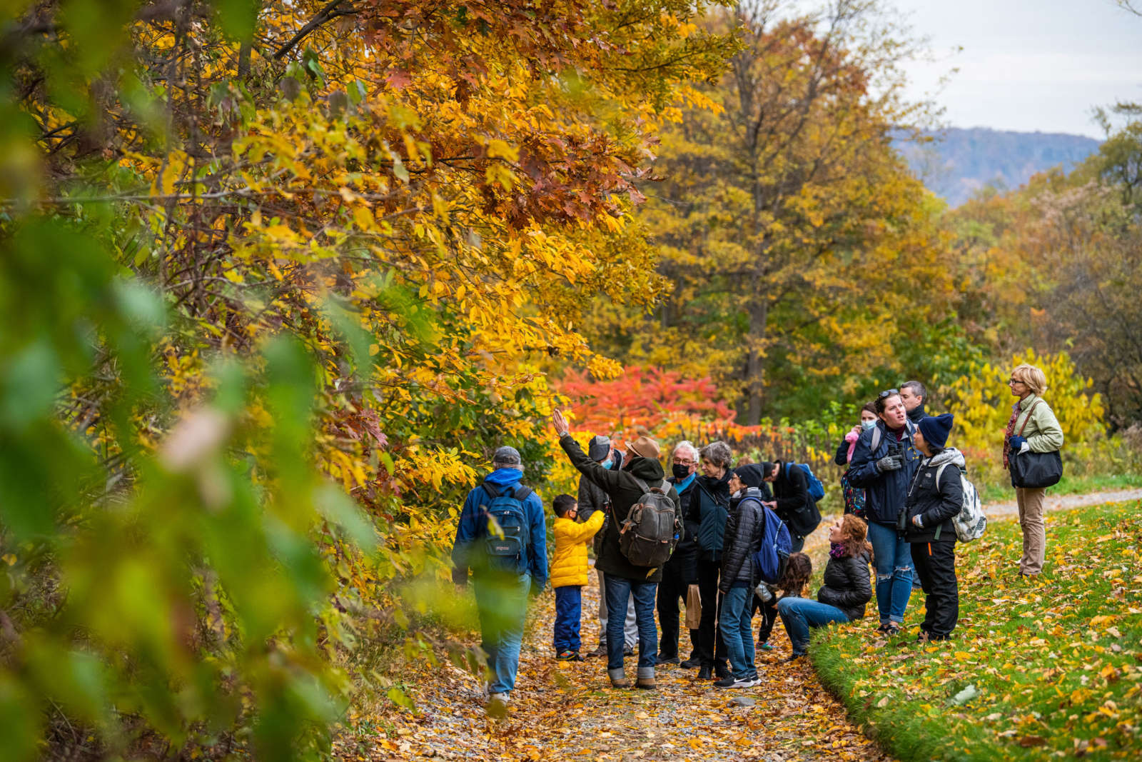 Nature Walk: Life on the (Woodland) Edge - Wave Hill