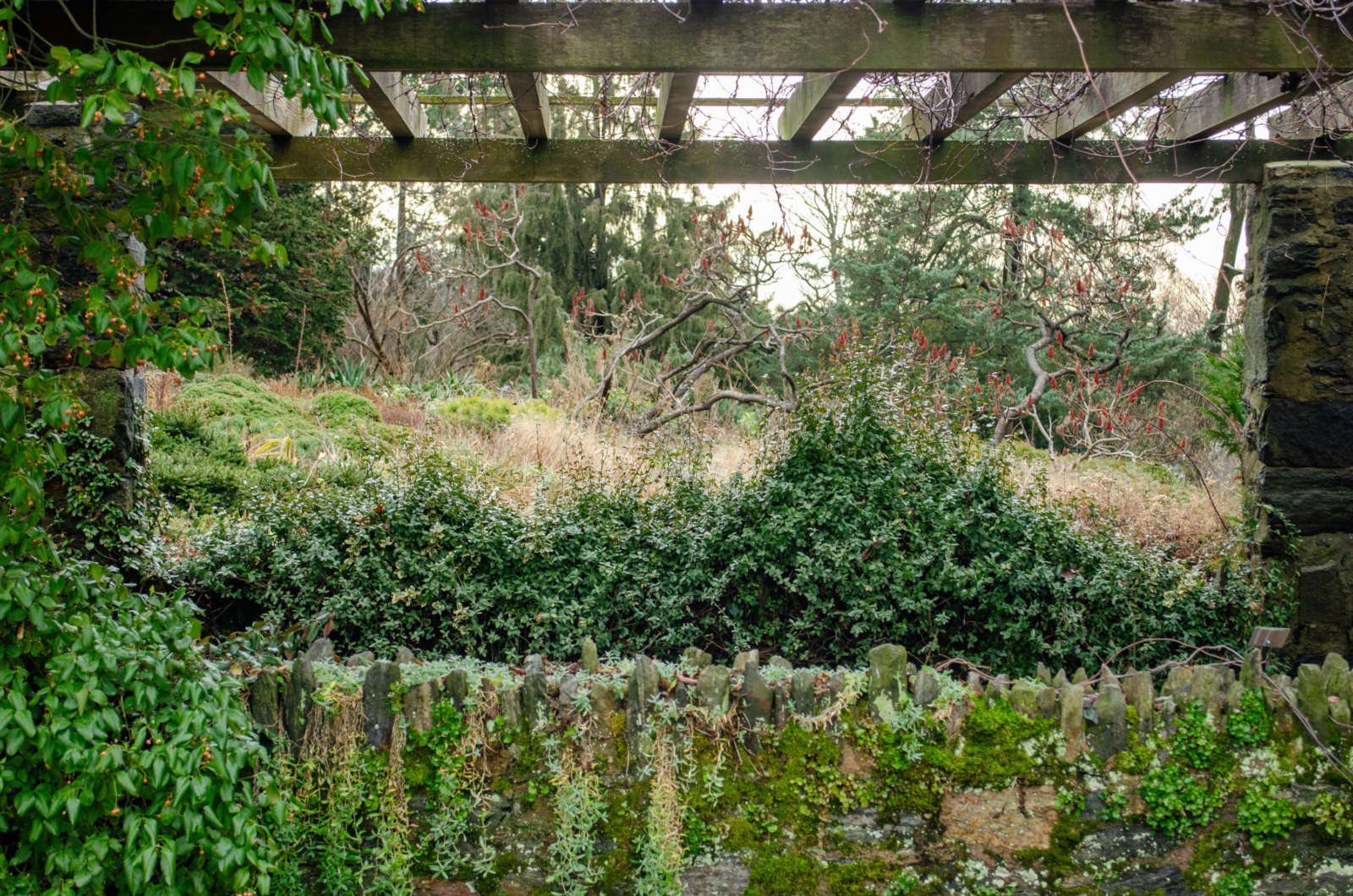 Plantwise Walk: Broaden Your Evergreen Palette - Wave Hill
