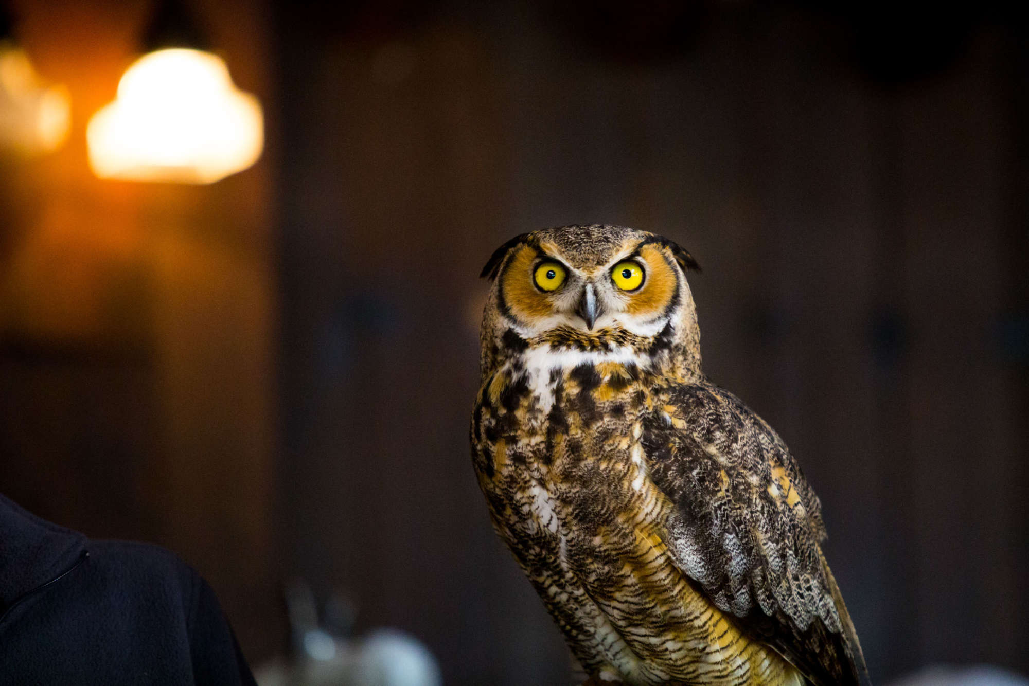 Nighthunters: Meet the Owls and Owl Prowl - Wave Hill