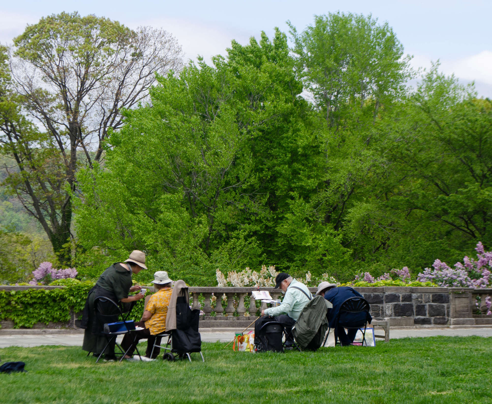 Great Tree Renderings: Plein Air Watercolors - Wave Hill