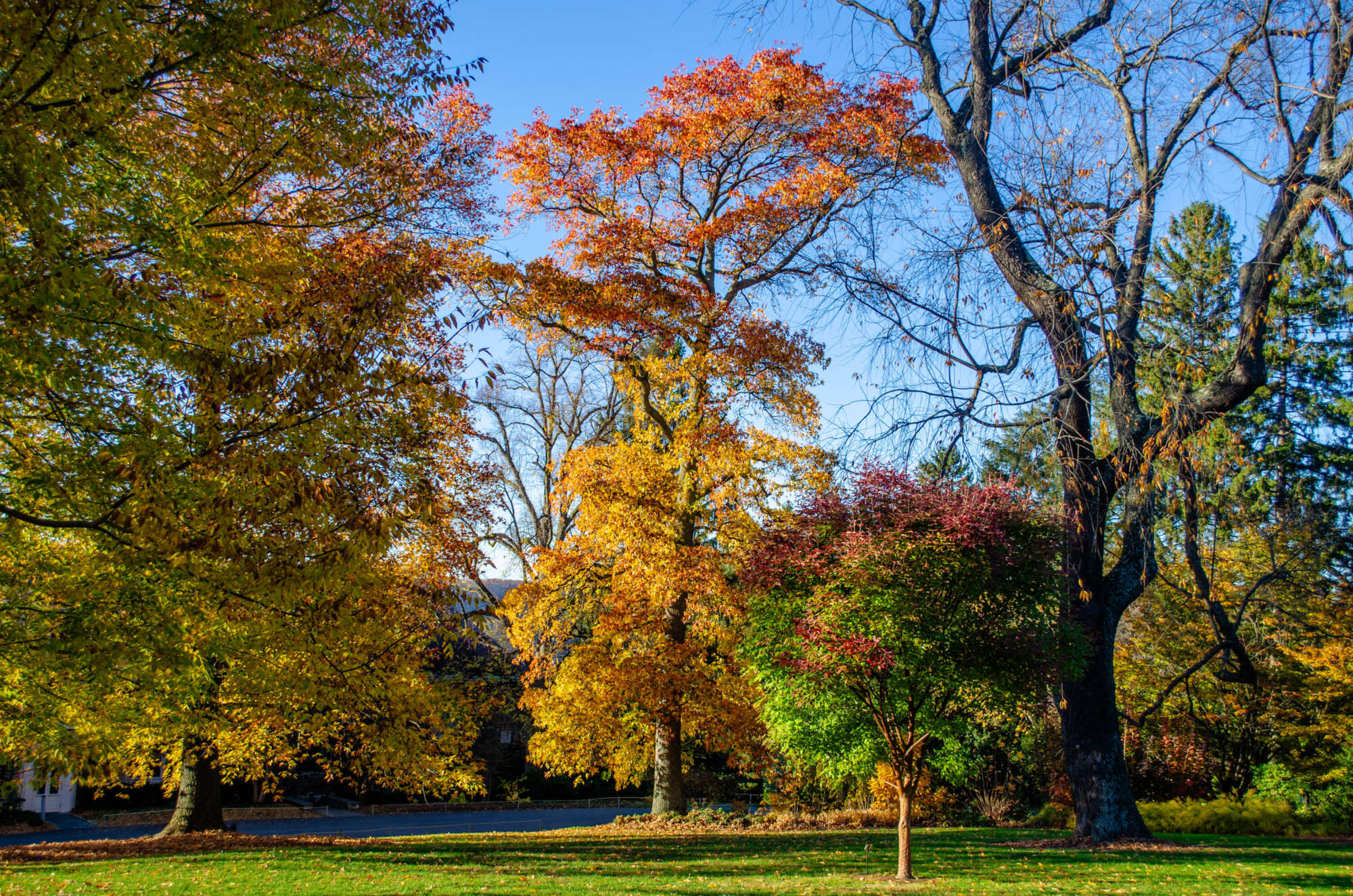 Notable Trees of Wave Hill - Wave Hill