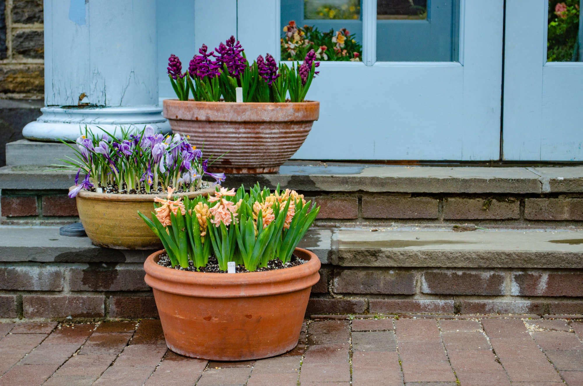 Urban Pots: Spring Bulb Basin - Wave Hill